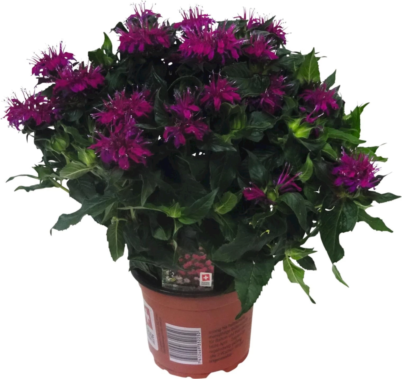 Monarda P17 cm Acheter - Plantes grimpantes et plantes pérennes - LANDI