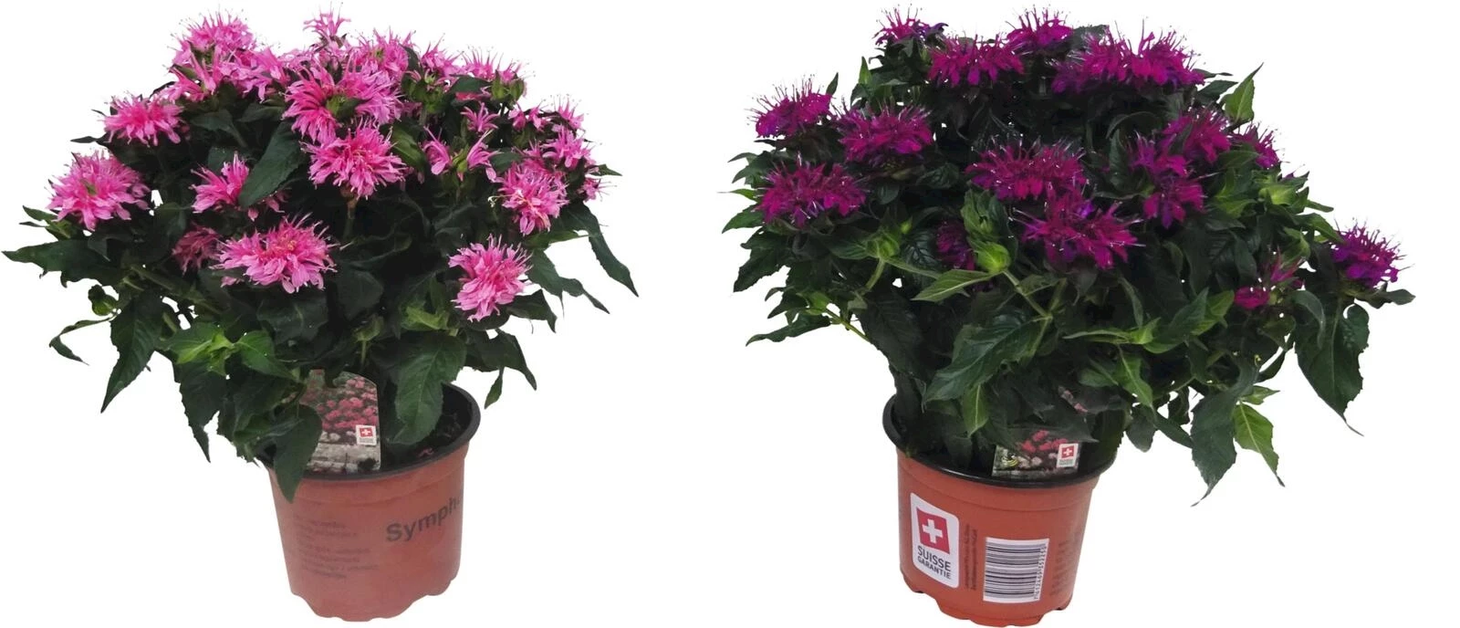 Monarda P17 cm Acheter - Plantes grimpantes et plantes pérennes - LANDI