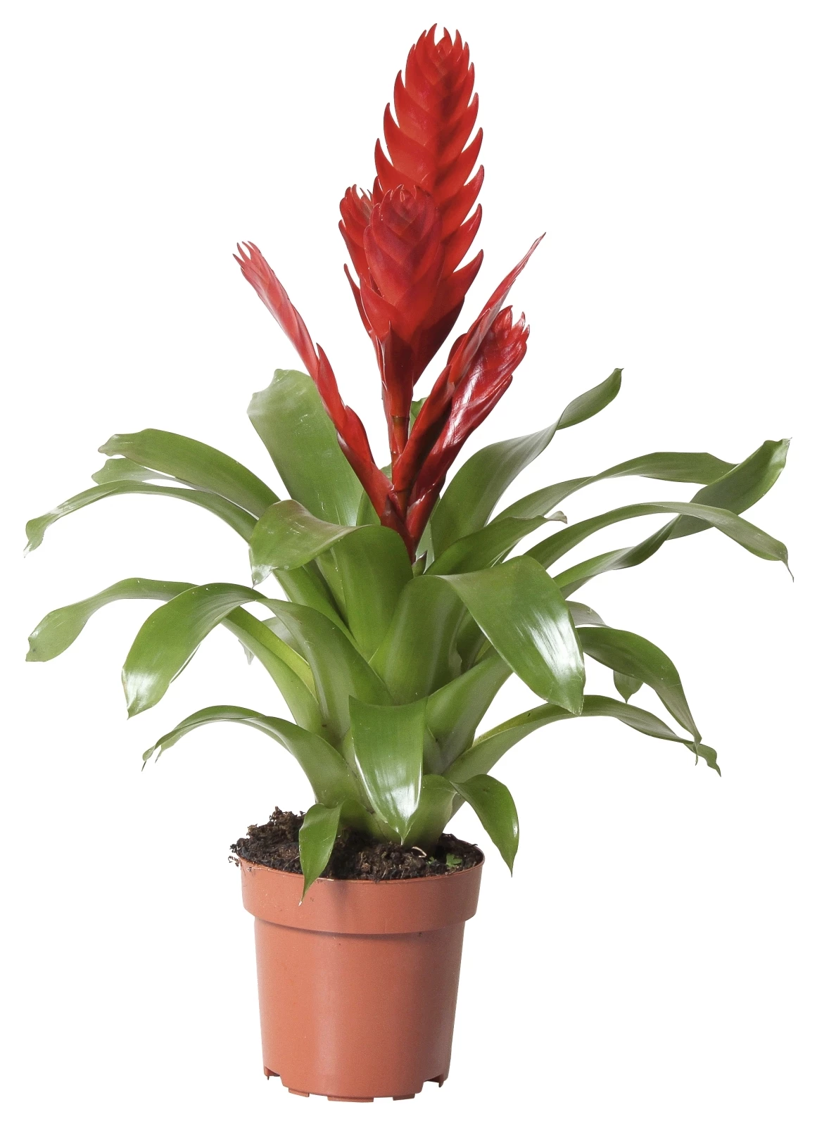 Bromelien P12 cm kaufen - Zimmerpflanzen - LANDI
