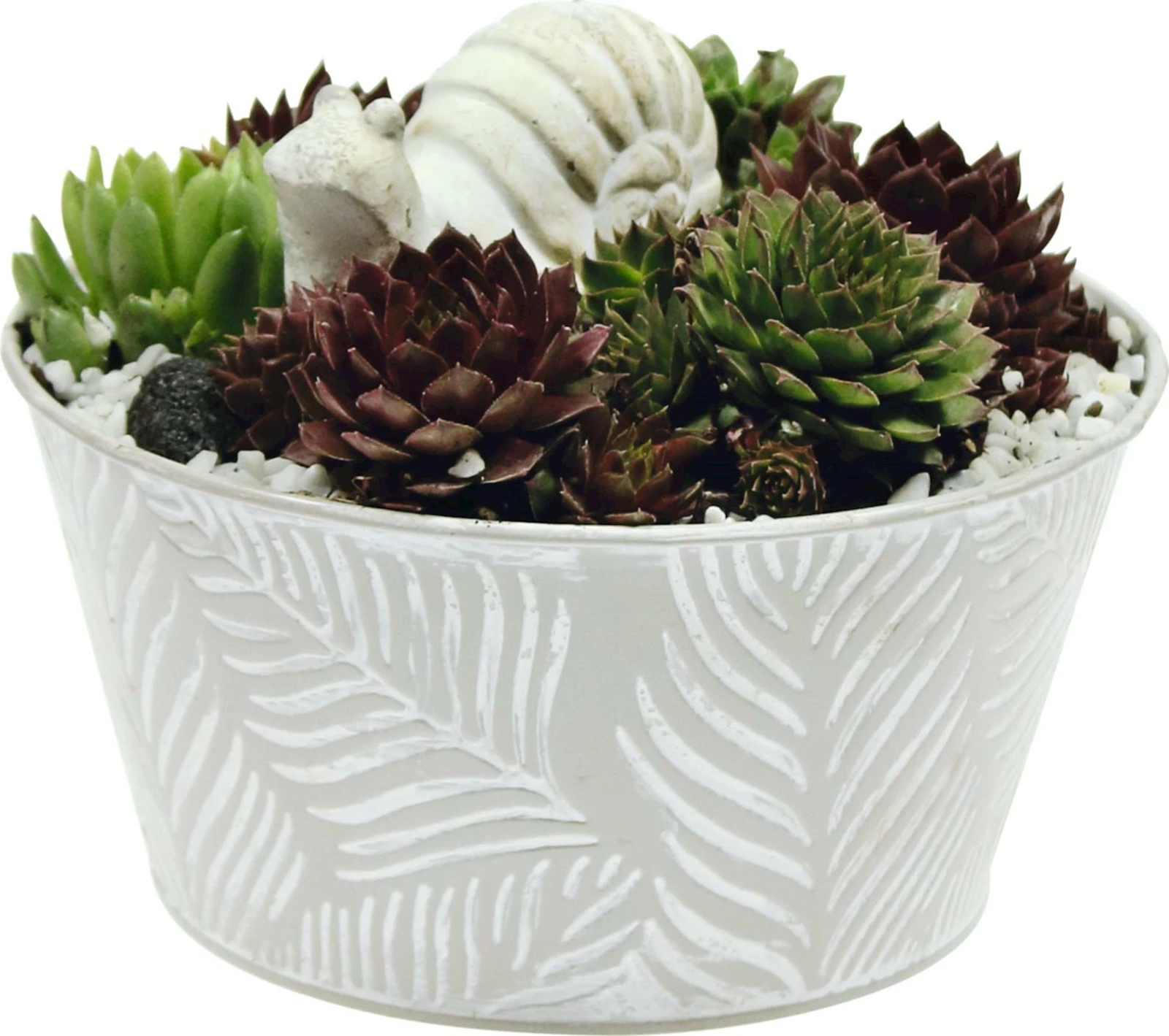 Sempervivum im Blechtopf mittel P18 cm kaufen - Kletterpflanzen u ...