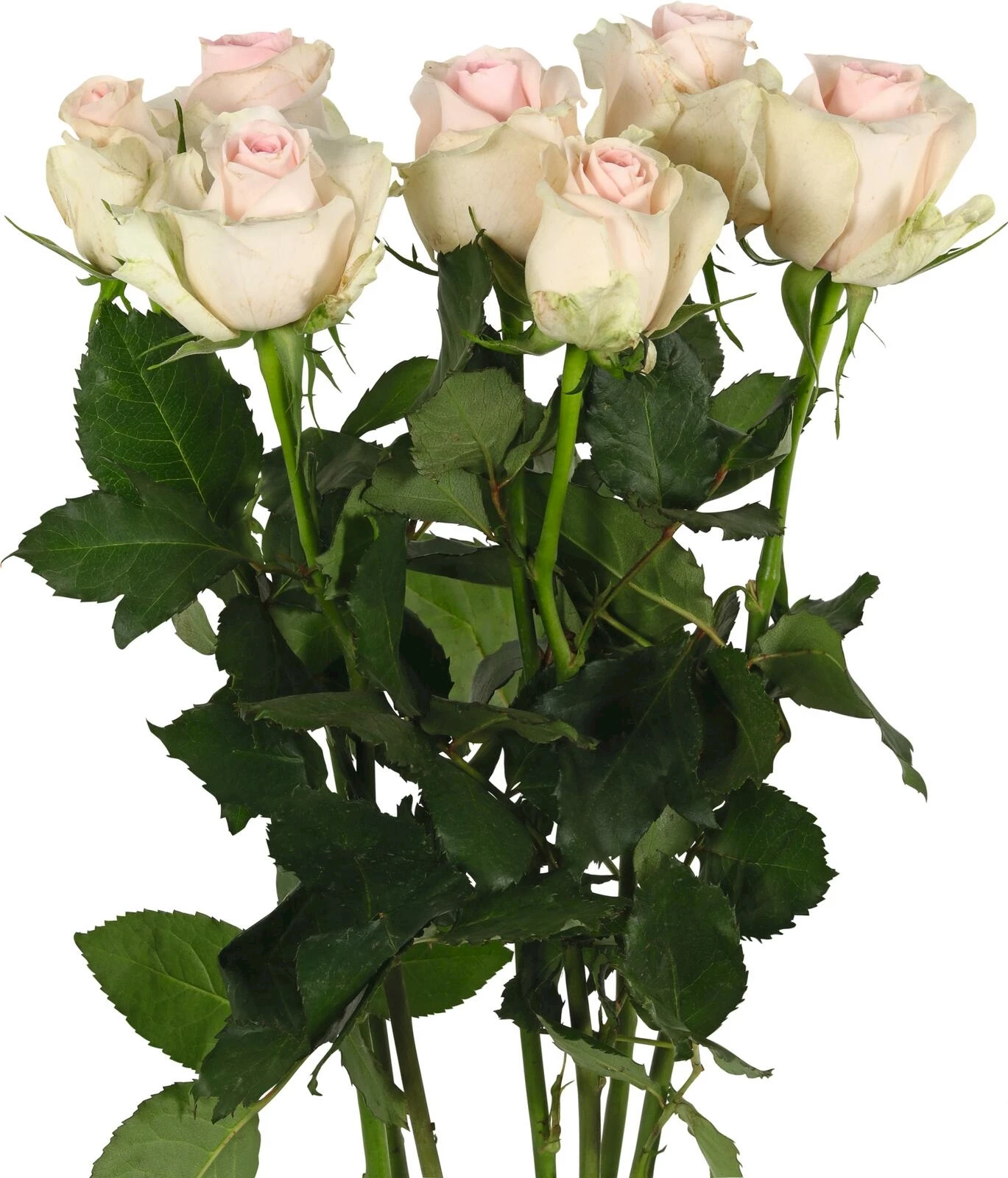 Bouquet de roses 7 pcs. Acheter - Roses - LANDI
