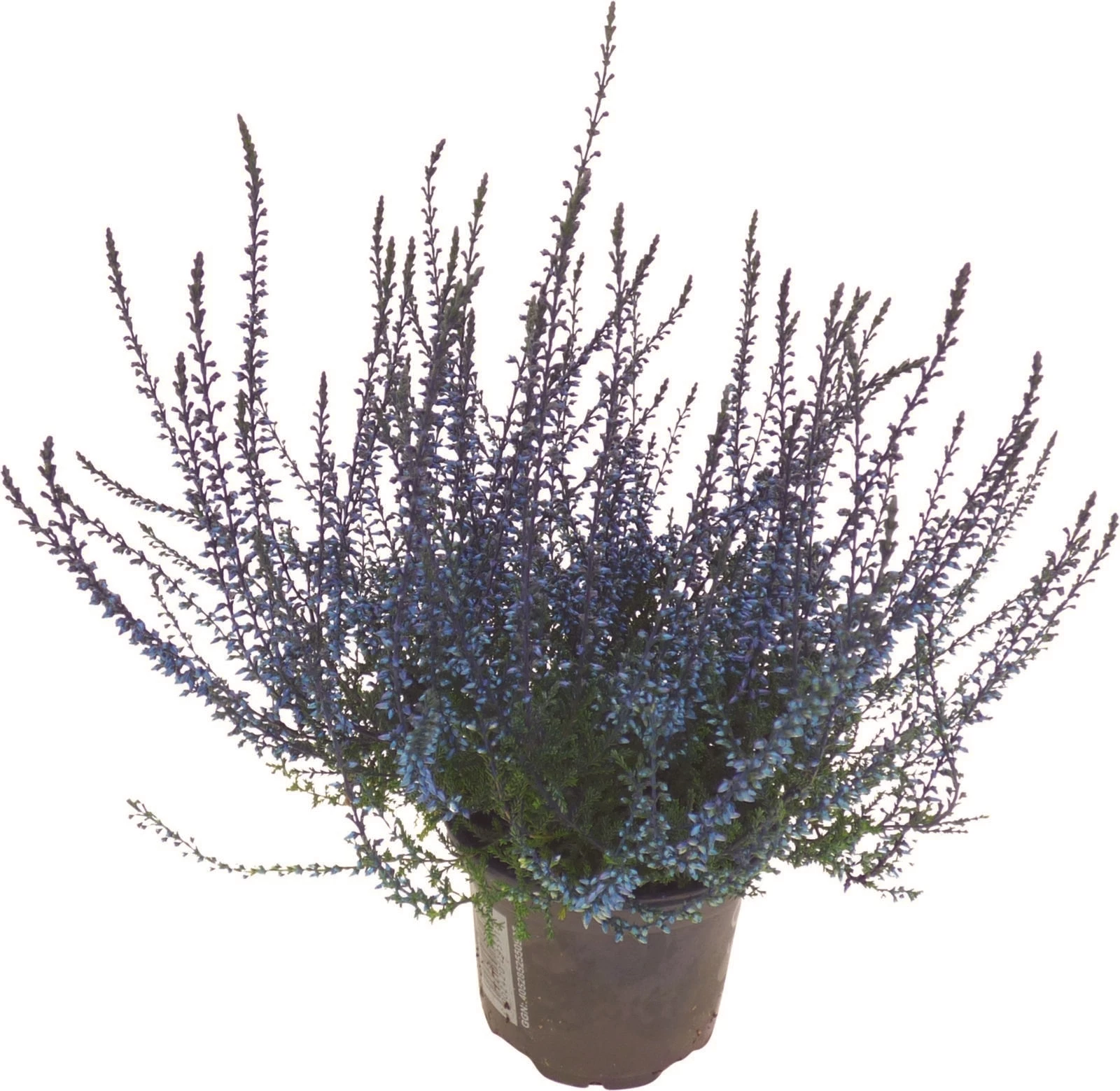 Calluna coloré P9,5 cm Acheter - Plantes à massif et à balcon annuelles ...
