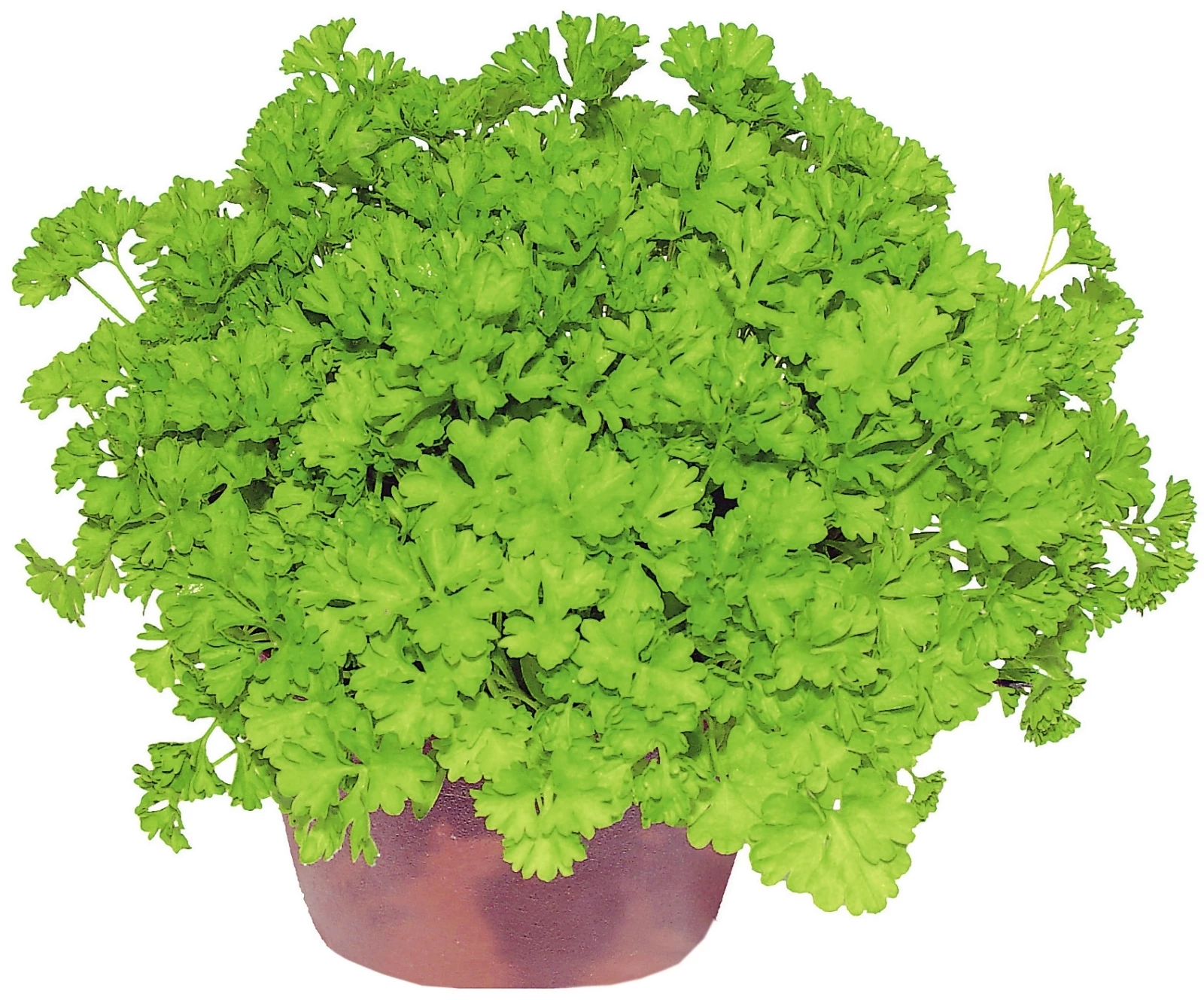 BIO Persil P13 cm Acheter - Herbes et épices - LANDI