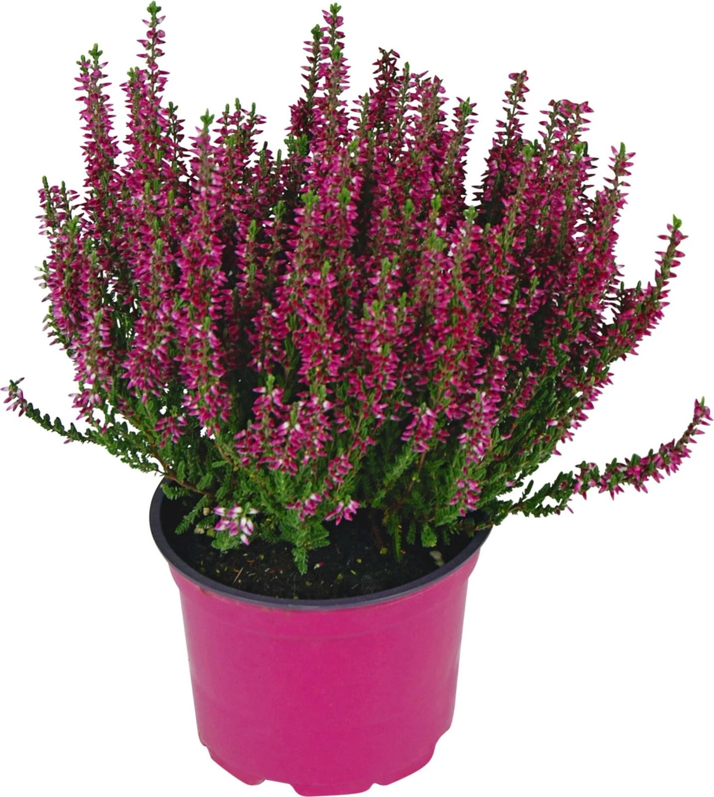 Calluna Color Pot P12 cm kaufen - Einjährige Beet- u. Balkonpflanzen ...