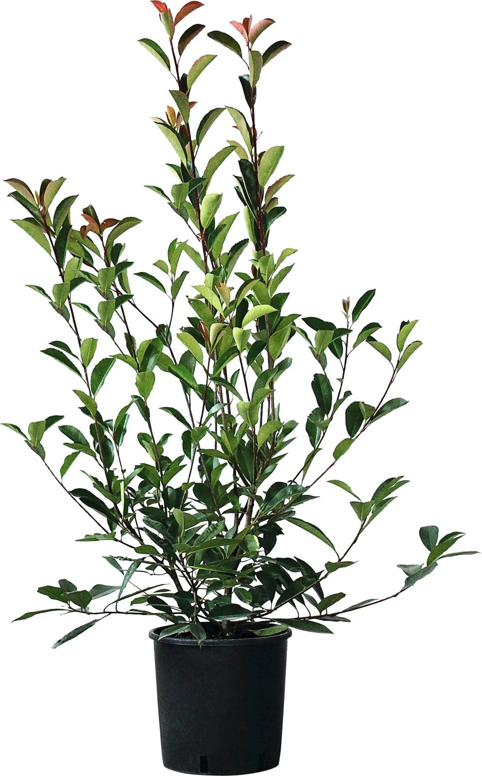 Photinia fraseri R. Robin Busch P10 l kaufen - Baumschule - LANDI