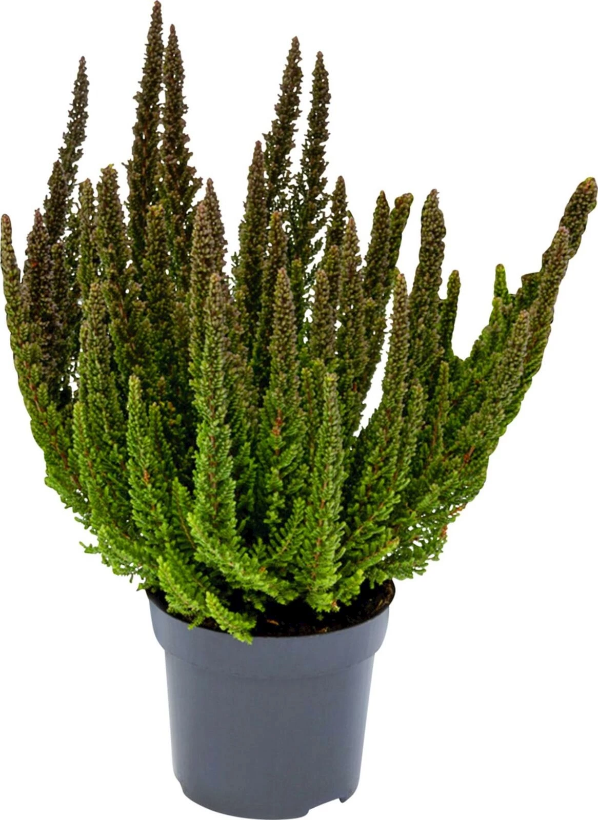 Calluna vulg.Skyline P12 cm kaufen - Einjährige Beet- u. Balkonpflanzen ...