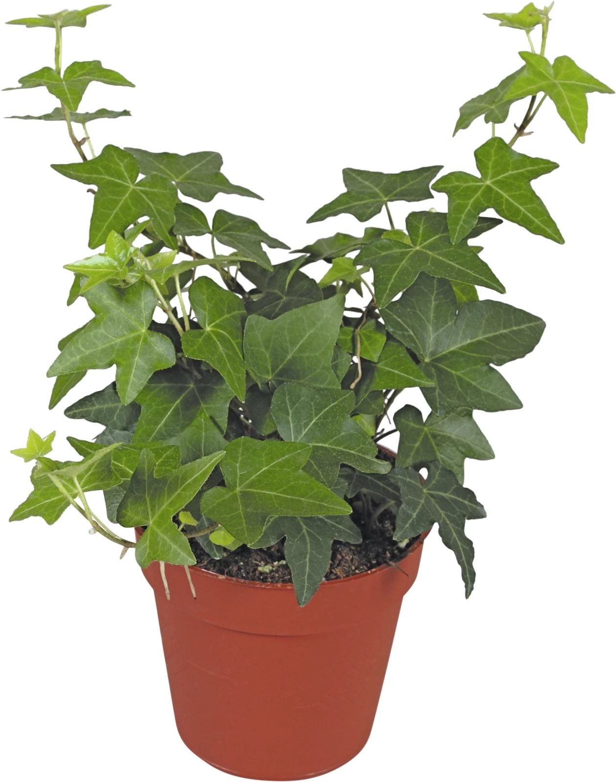 Hedera Mix sortes P9 cm Acheter - Plantes grimpantes et plantes ...
