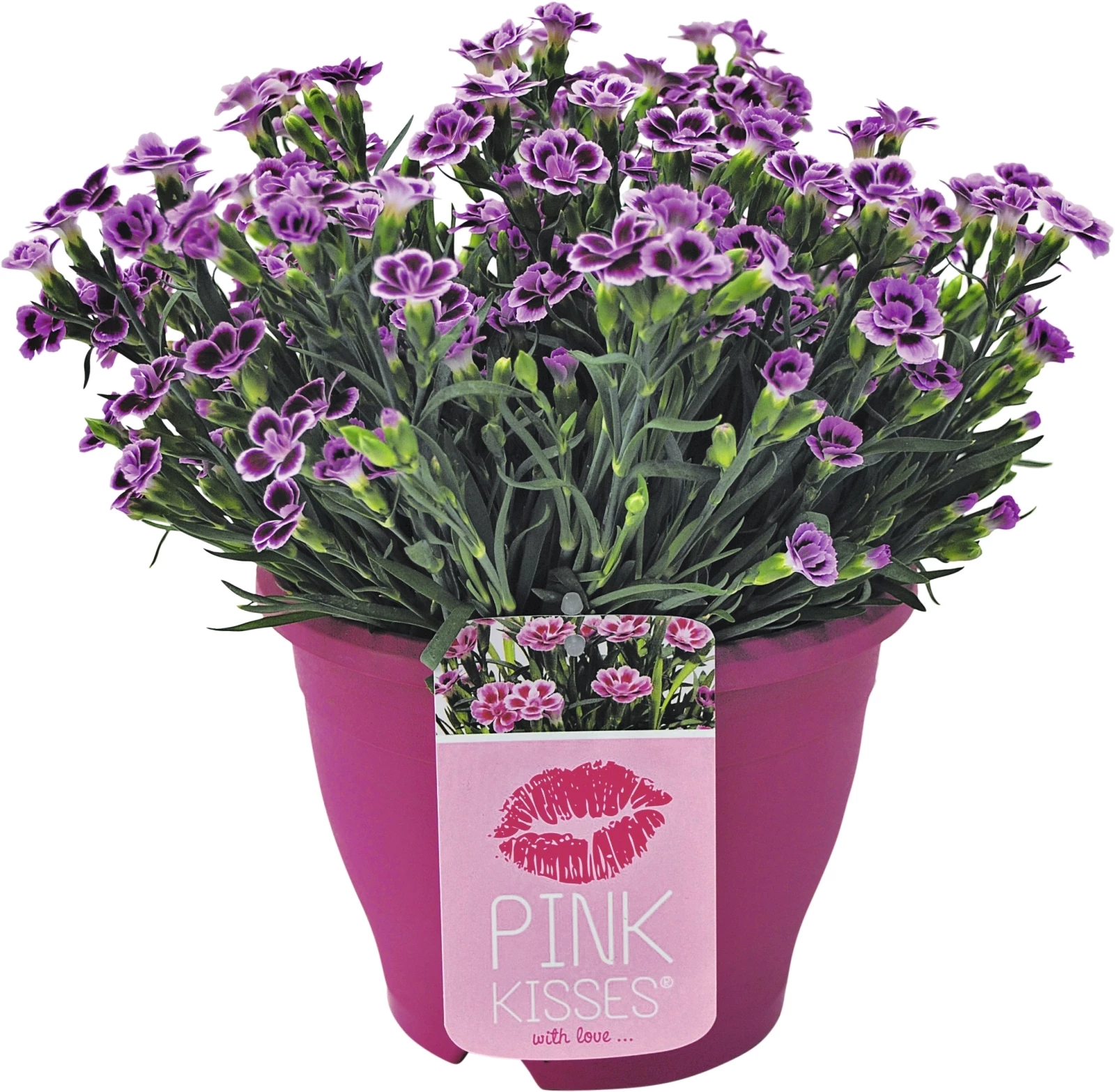 Dianthus Pink Kisses P19 cm Acheter - Plantes grimpantes et plantes ...