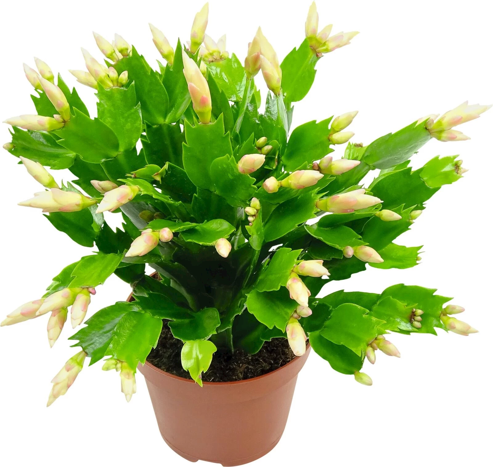 Schlumbergera P13 cm Acheter - Plantes de chambre - LANDI