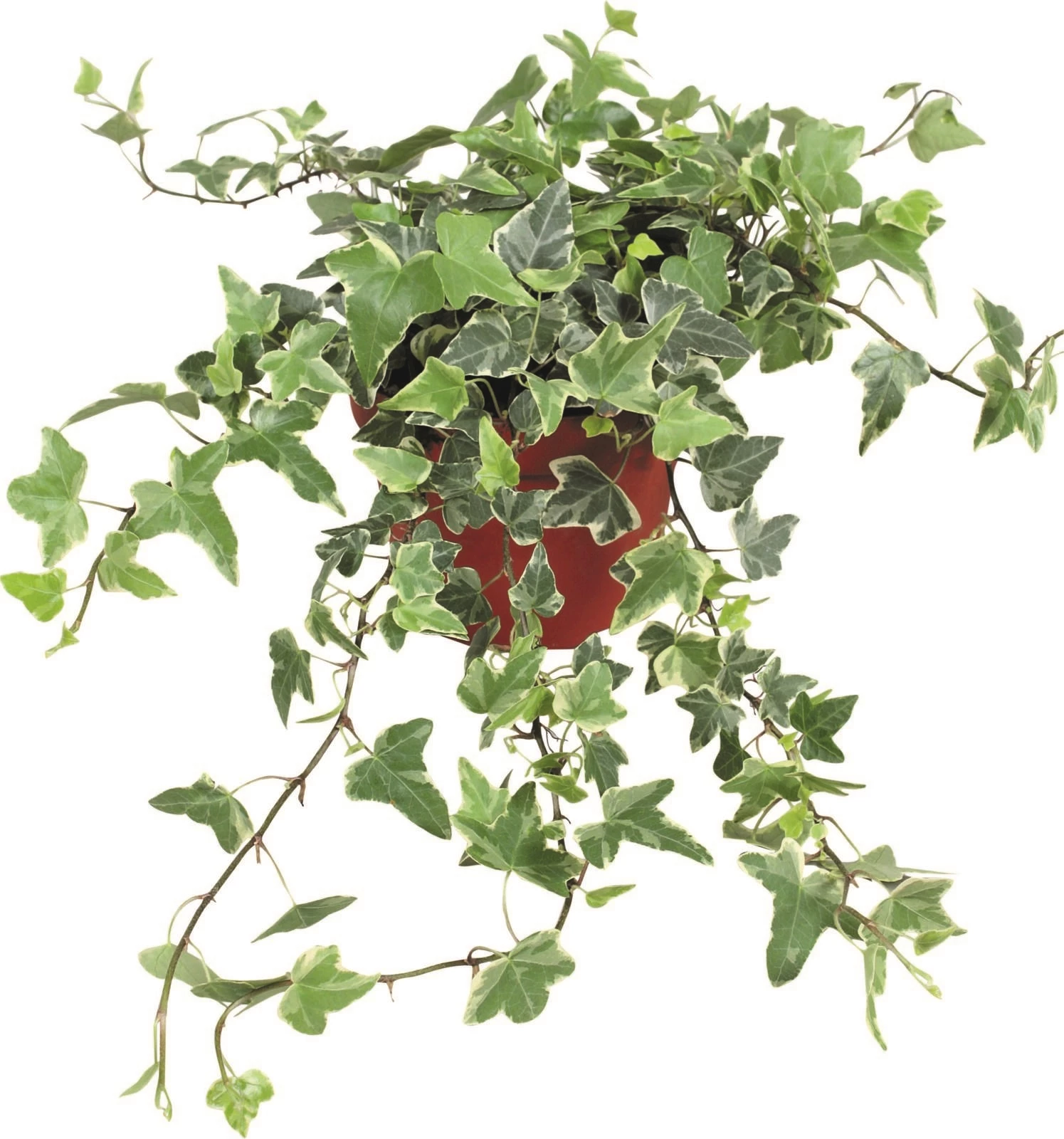 Efeu mix P13 cm kaufen - Zimmerpflanzen - LANDI