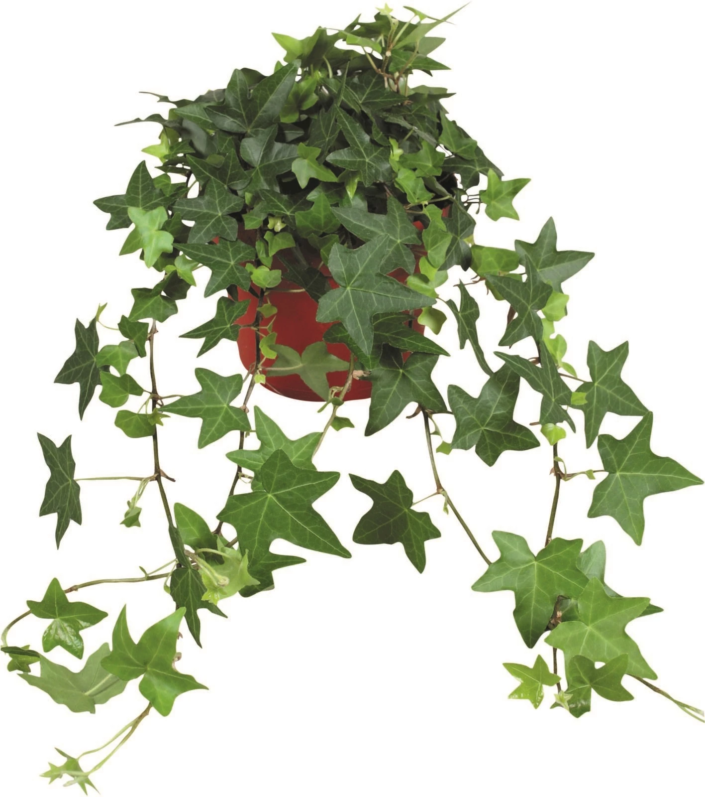 Efeu mix P13 cm kaufen - Zimmerpflanzen - LANDI