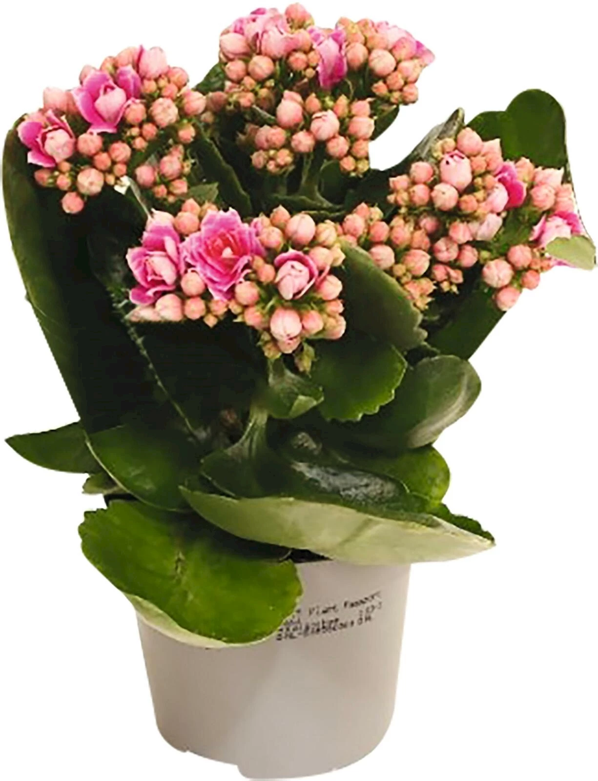 Calandiva couleurs spéciale P9 cm Acheter - Plantes de chambre - LANDI