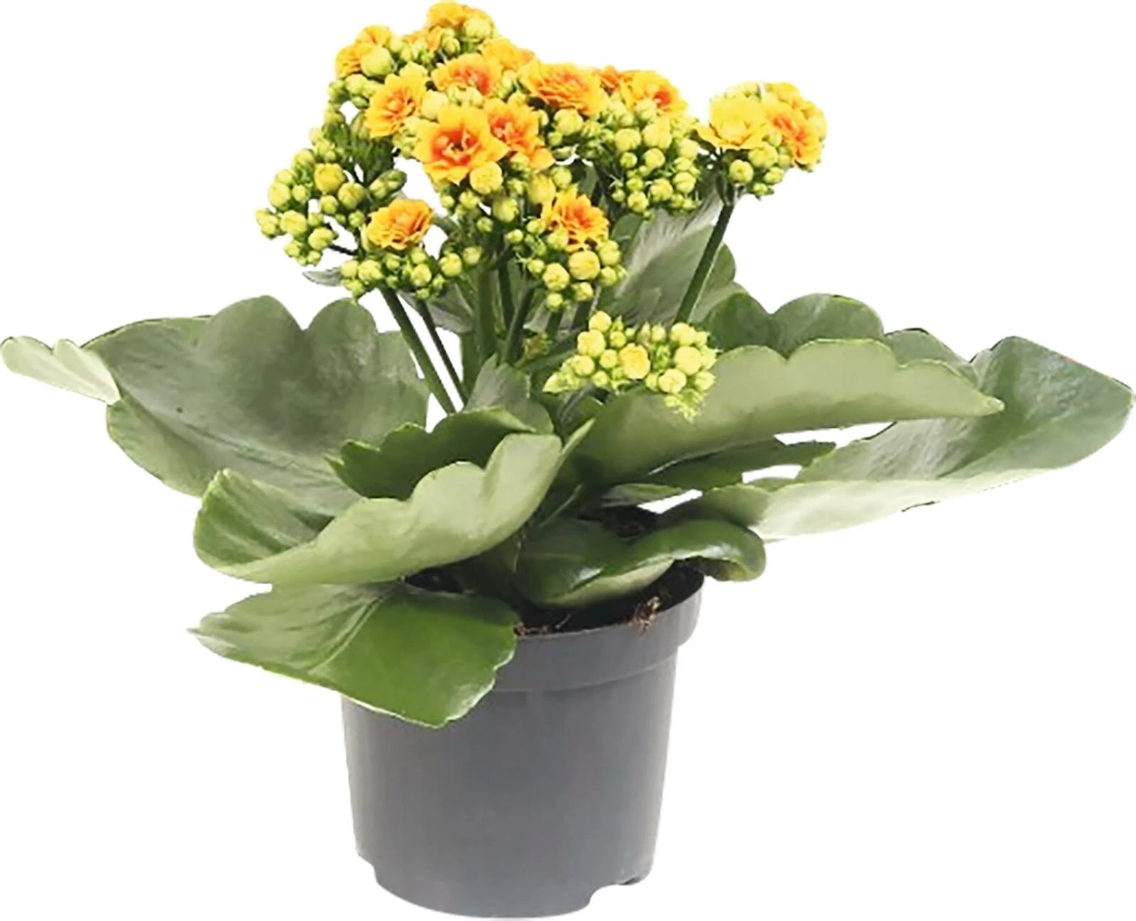 Calandiva couleurs spéciale P9 cm Acheter - Plantes de chambre - LANDI