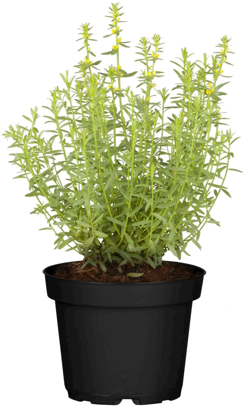 Genista P17 cm Acheter - Plantes à massif et à balcon annuelles - LANDI