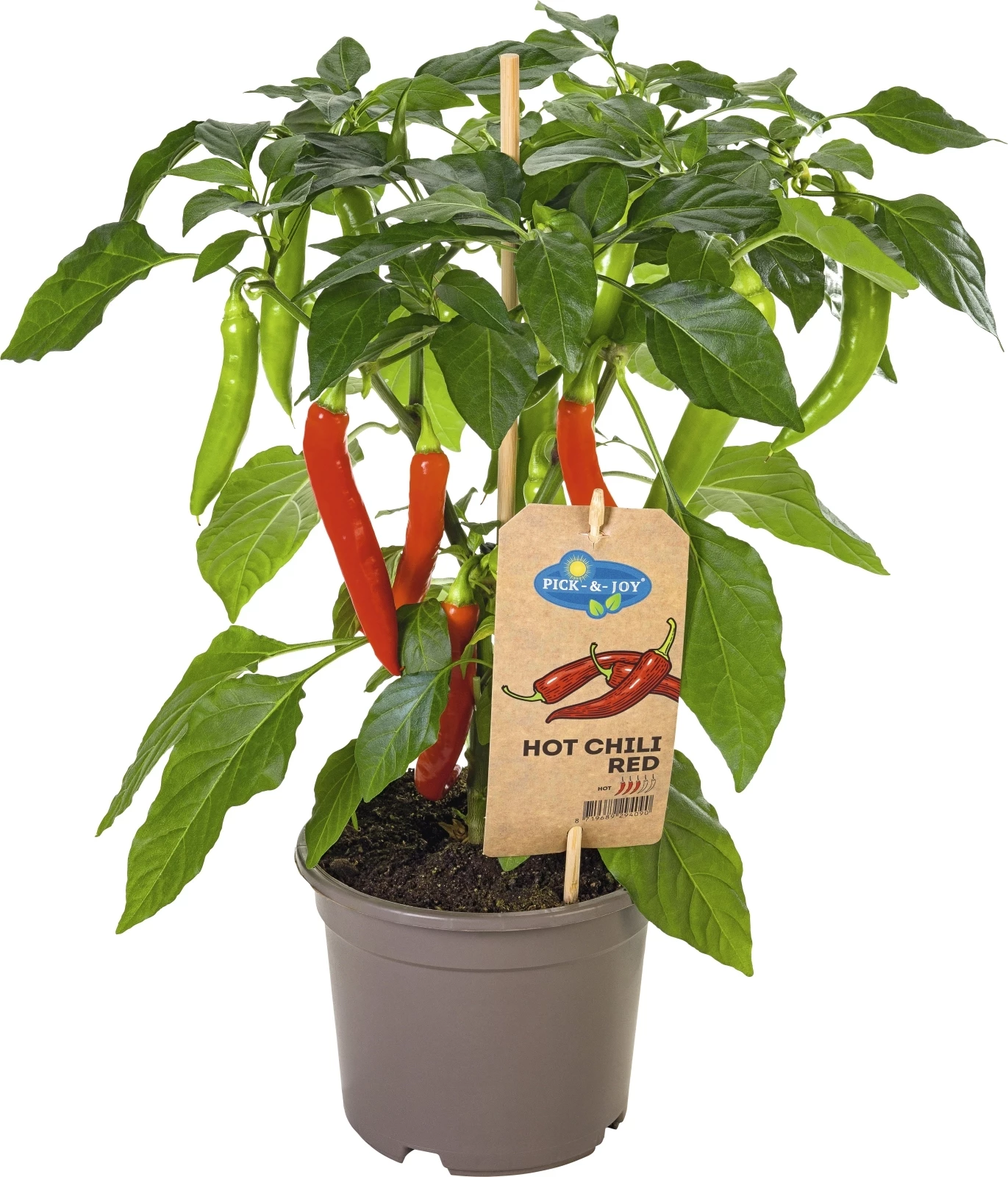Chilli rot scharf P14 cm kaufen - Setzlinge u. Gemüse - LANDI