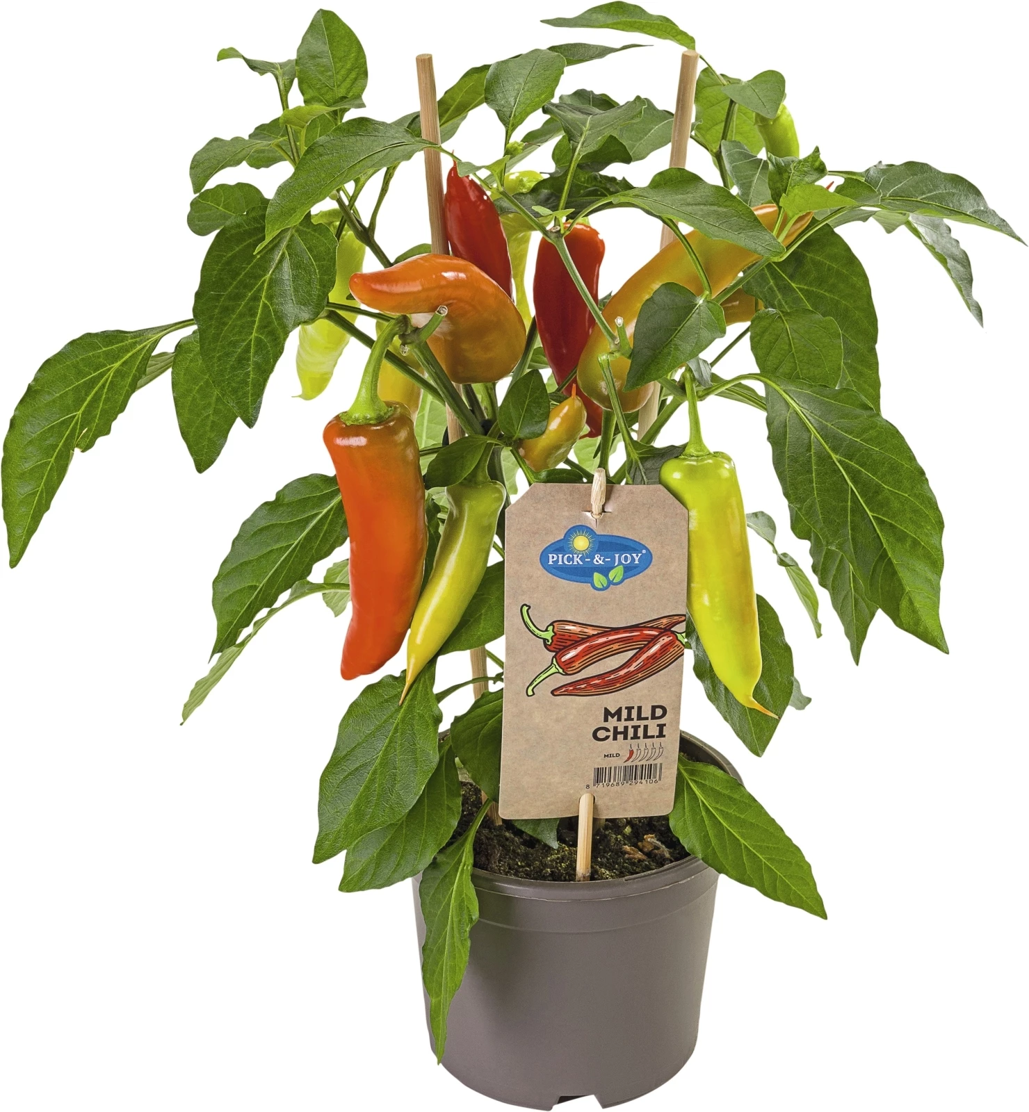 Chilli rot mild P14 cm kaufen - Setzlinge u. Gemüse - LANDI