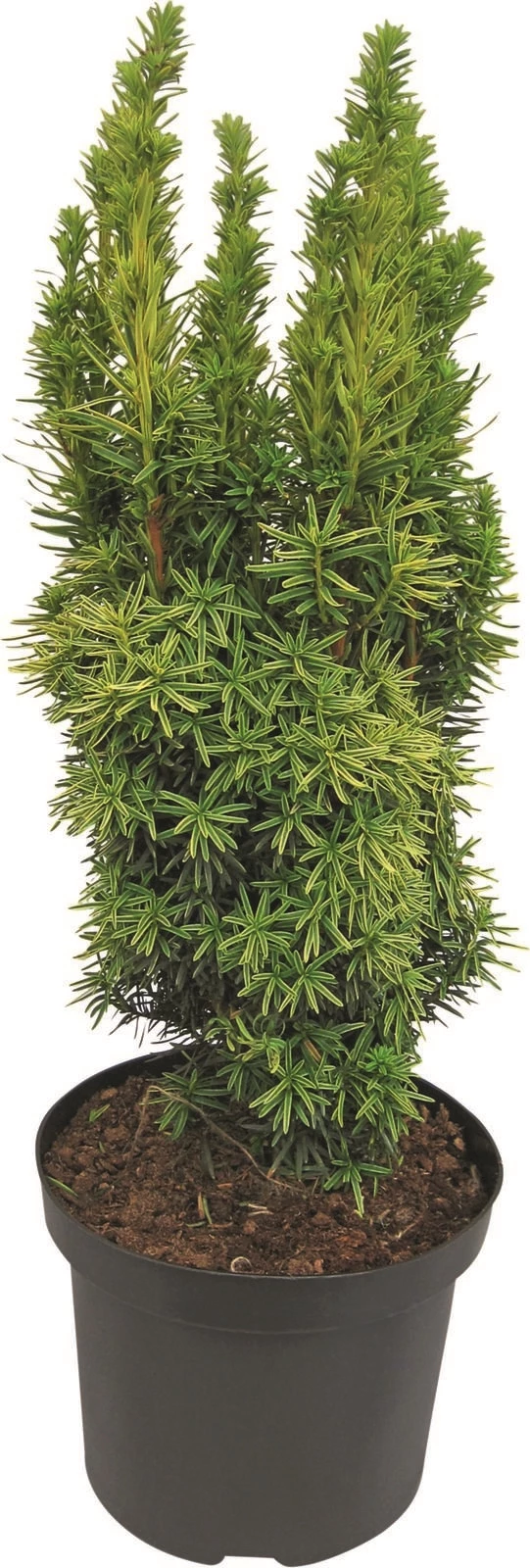 Taxus baccata Rob. Mix P29 cm Acheter - Pépinière - LANDI