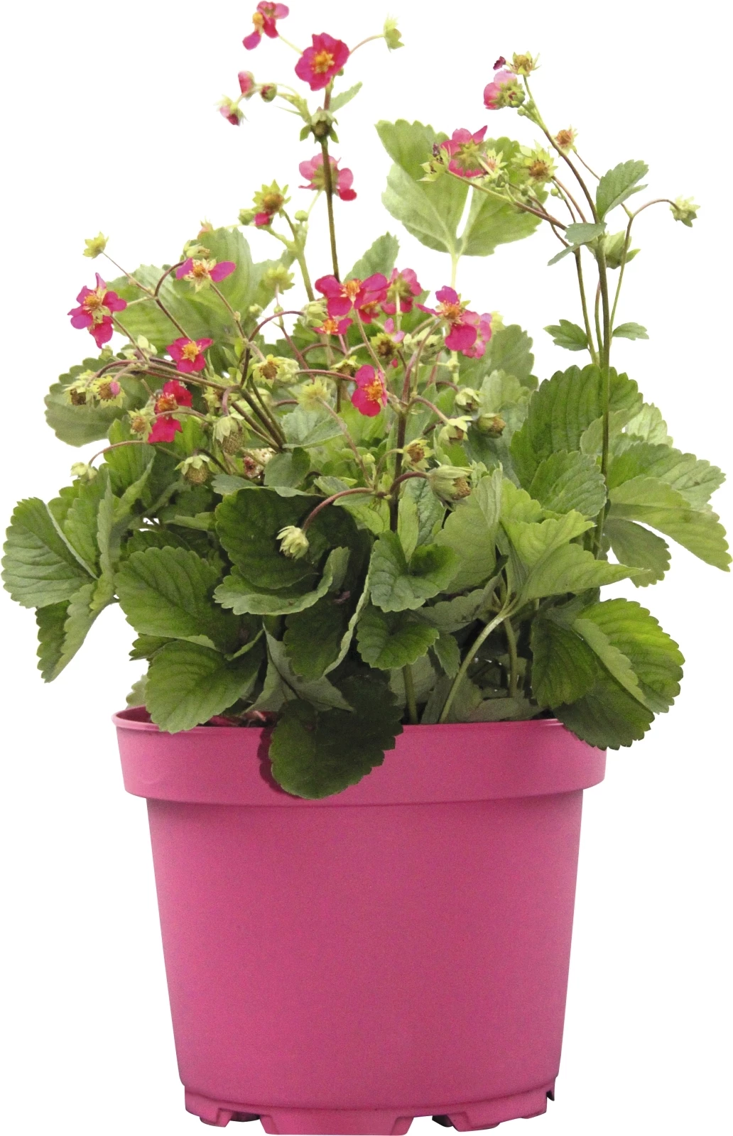 Fraises fleuri rosé P5 l Acheter - Fruits et baies - LANDI