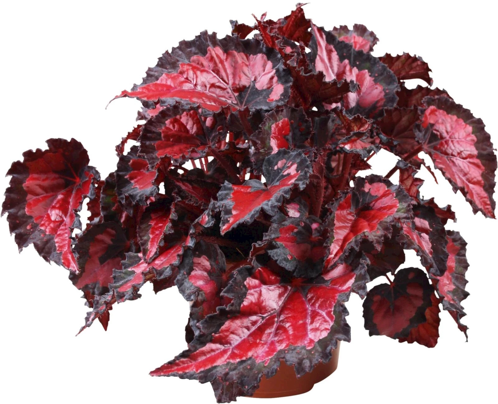 Begonia Beleaf P12 cm Acheter - Plantes de chambre - LANDI