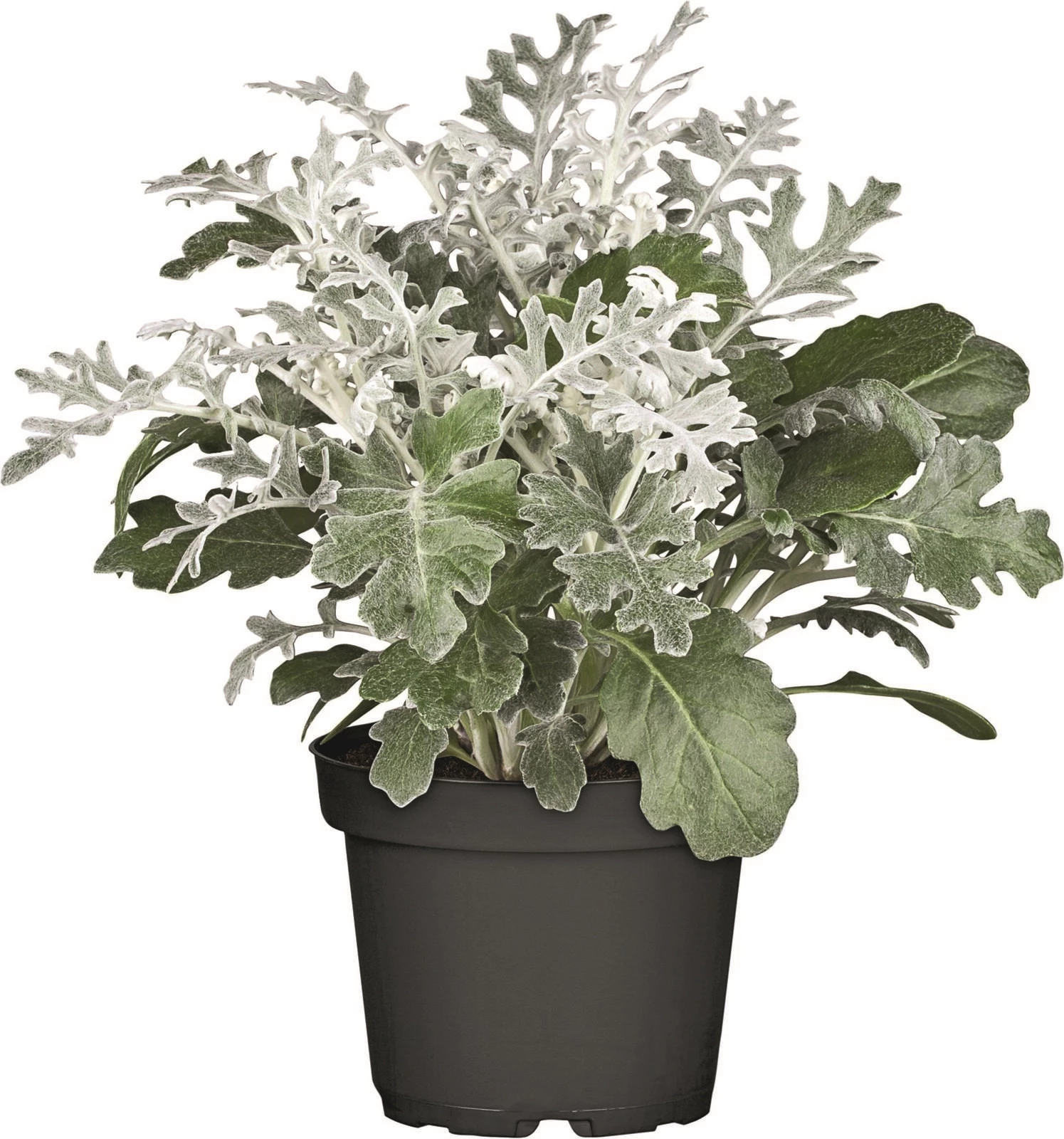Plante automne argent/blanc P13 cm Acheter - Plantes à massif et à ...