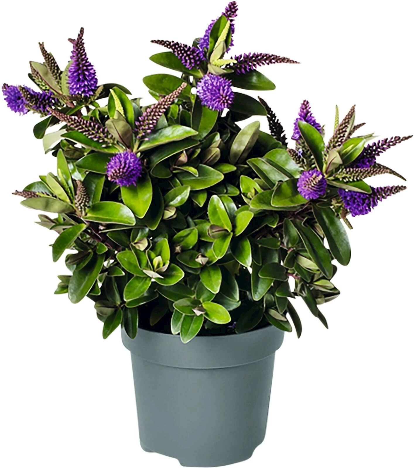 Hebe Addenda Mix P12 cm kaufen - Kletterpflanzen u. mehrjährige ...