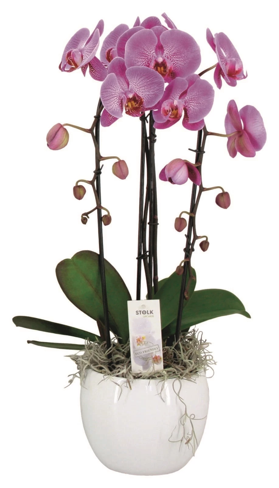 Phalaenopsis Cascade en CP P17 cm Acheter - Orchidées - LANDI