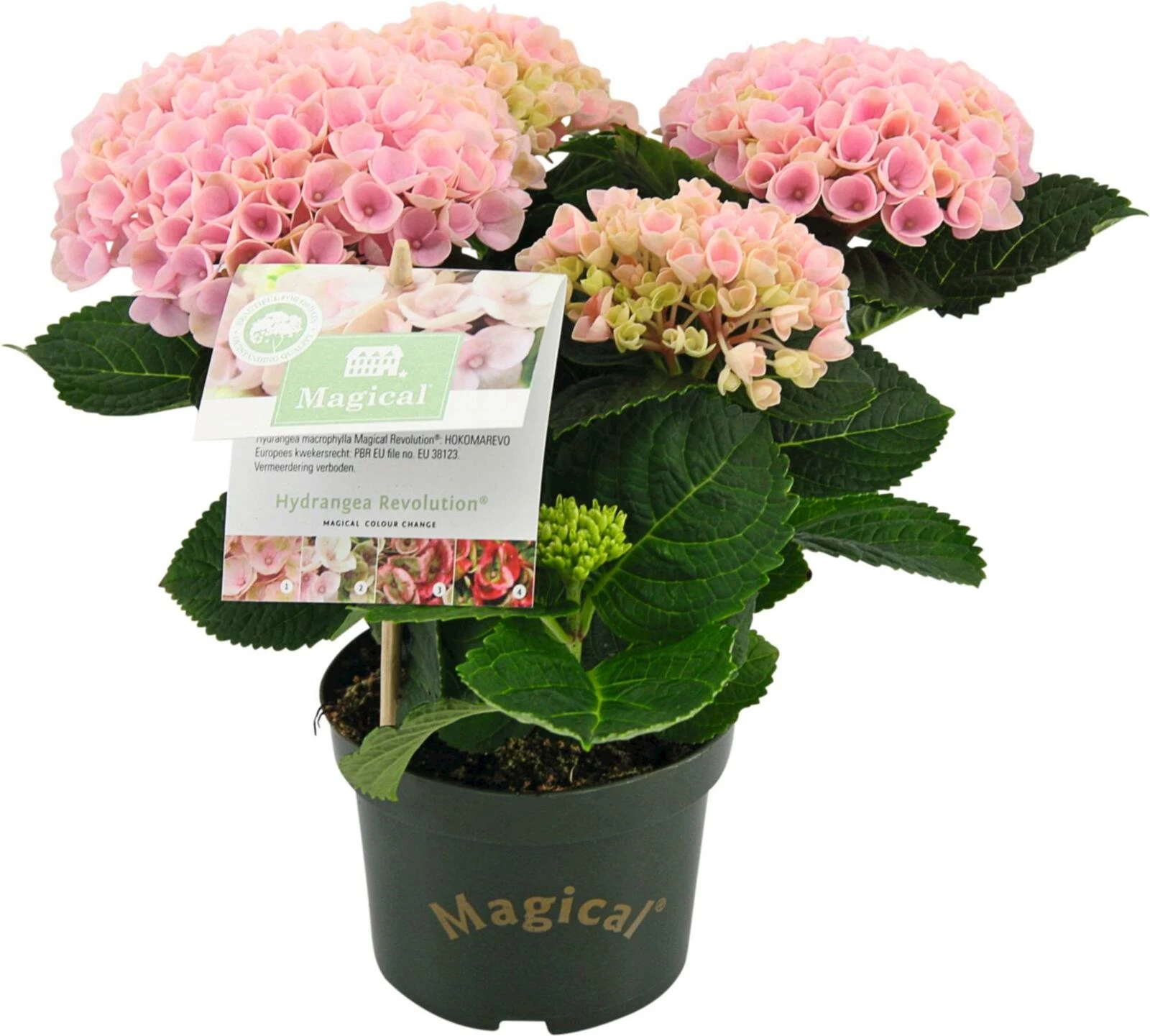 Hydrangea Magical P14 cm Acheter - Plantes méditerranéennes - LANDI