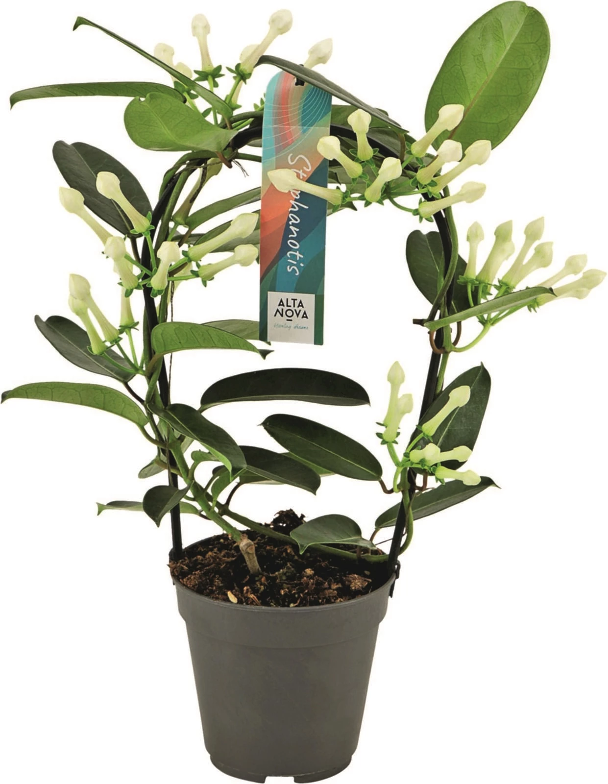 Stephanotis P12 cm Acheter - Plantes de chambre - LANDI