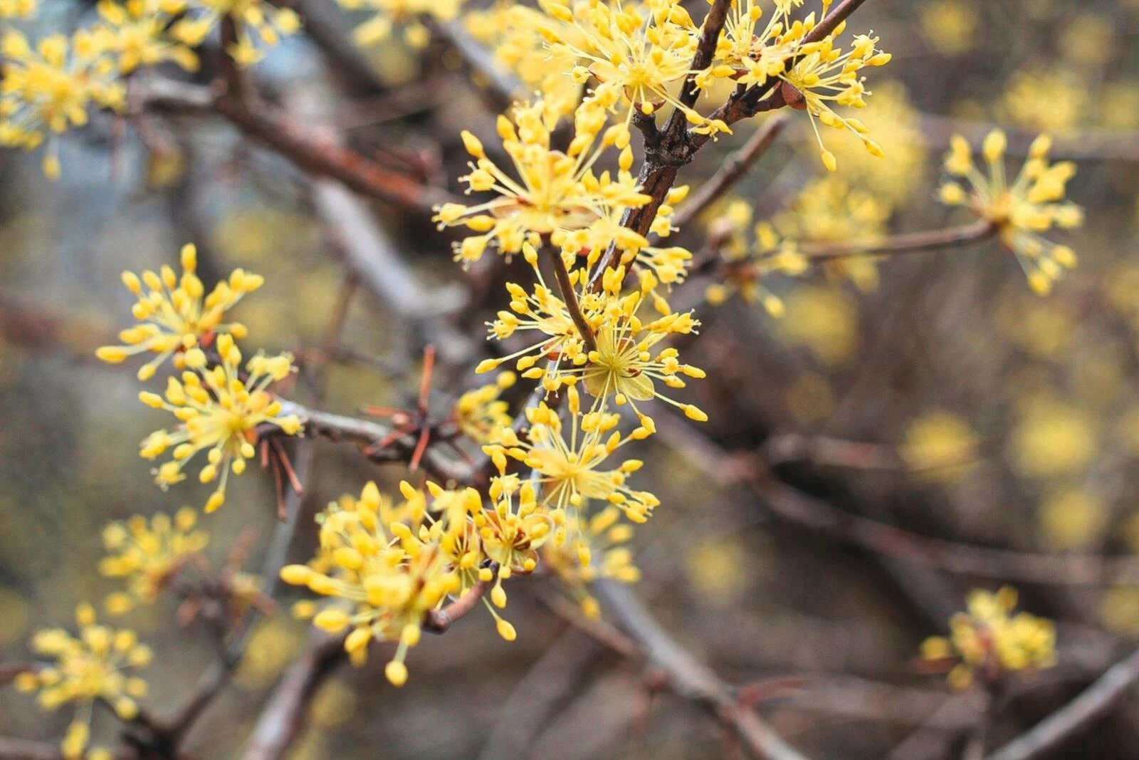 Cornus mas Kornelkirsche P5 l kaufen - Obst u. Beeren - LANDI