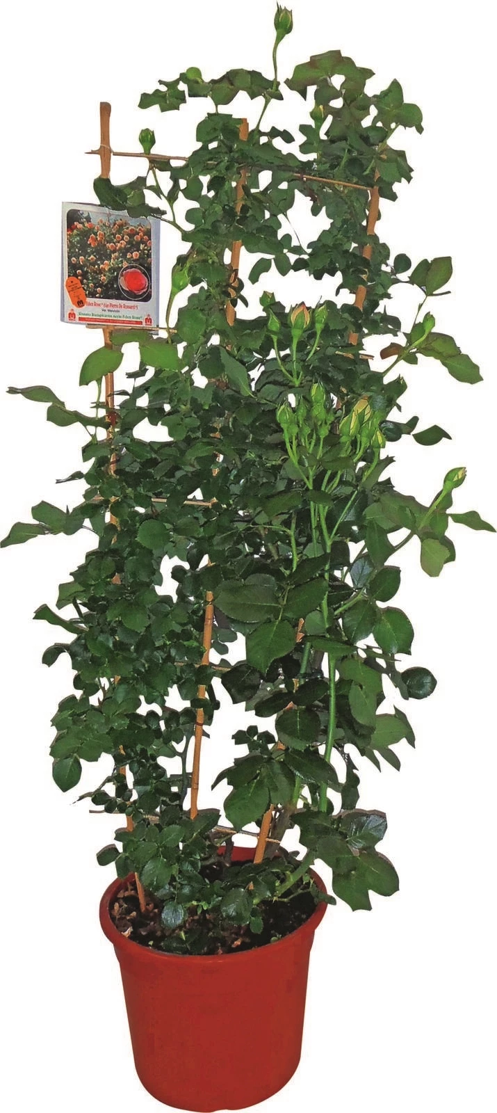 Roses éspalier P24 cm Acheter - Plantes grimpantes et plantes pérennes ...