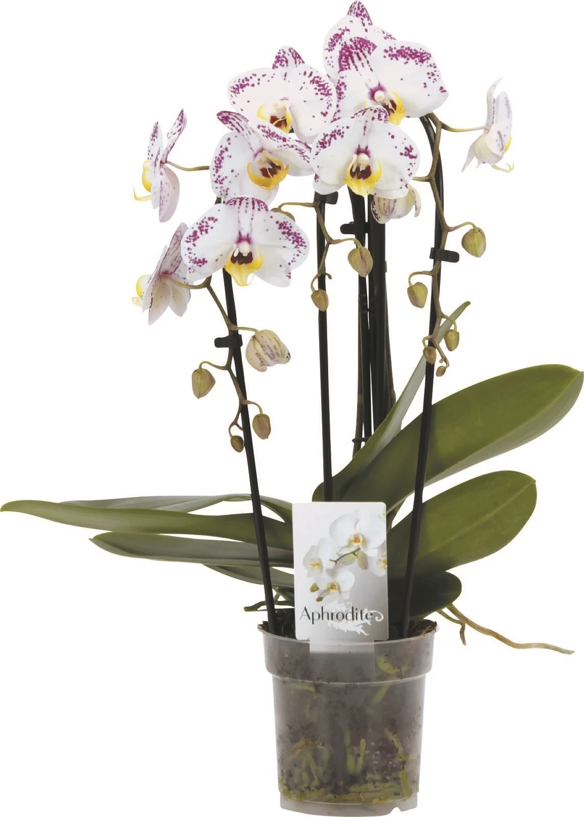 Phalaenopsis Cascade 3 Risp. P12 cm kaufen - Orchideen - LANDI
