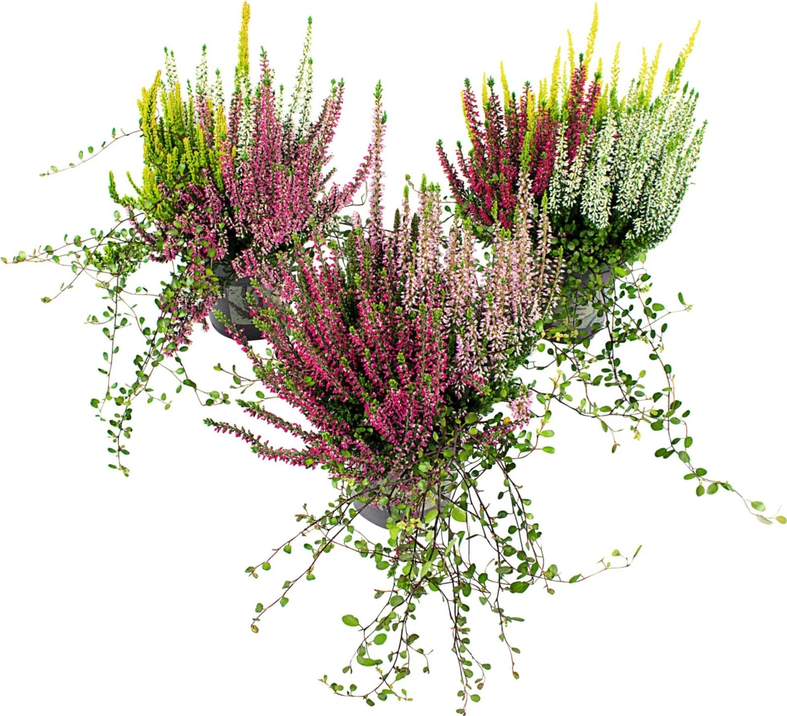 Heide Mix P10 cm kaufen - Einjährige Beet- u. Balkonpflanzen - LANDI