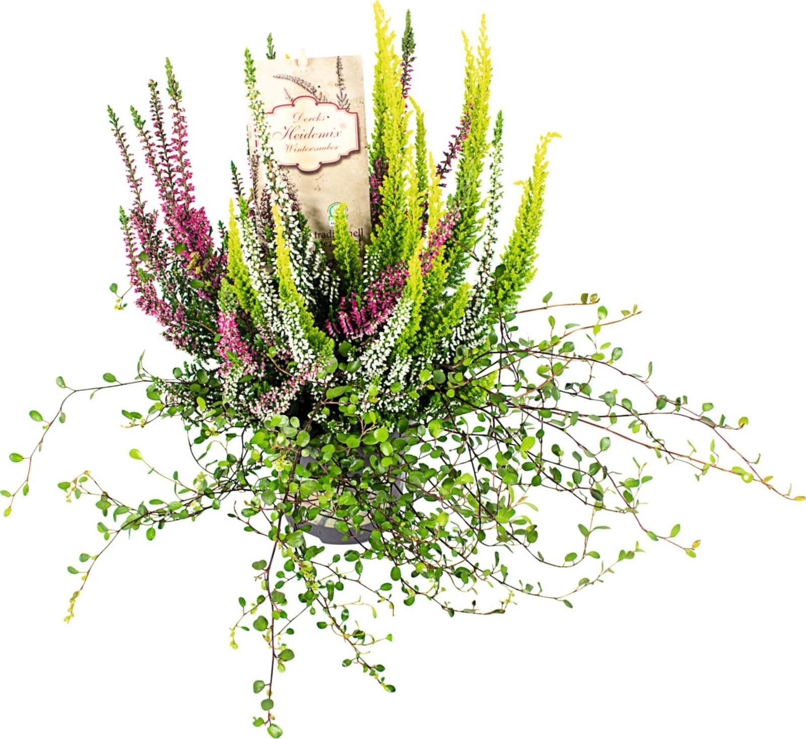 Heide Mix P10 cm kaufen - Einjährige Beet- u. Balkonpflanzen - LANDI