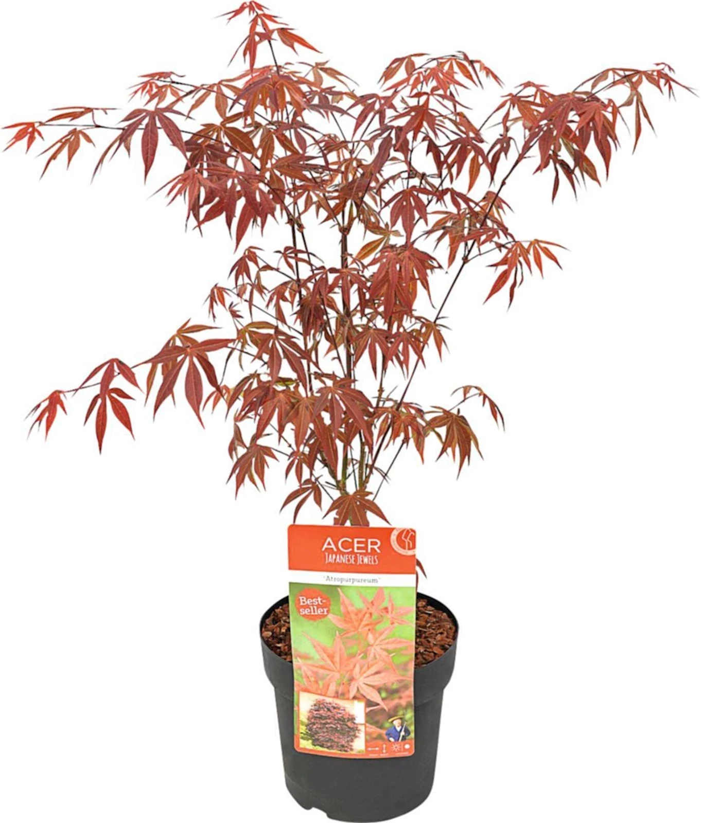 Acer palm.Atropurpureum P19 cm Acheter - Pépinière - LANDI