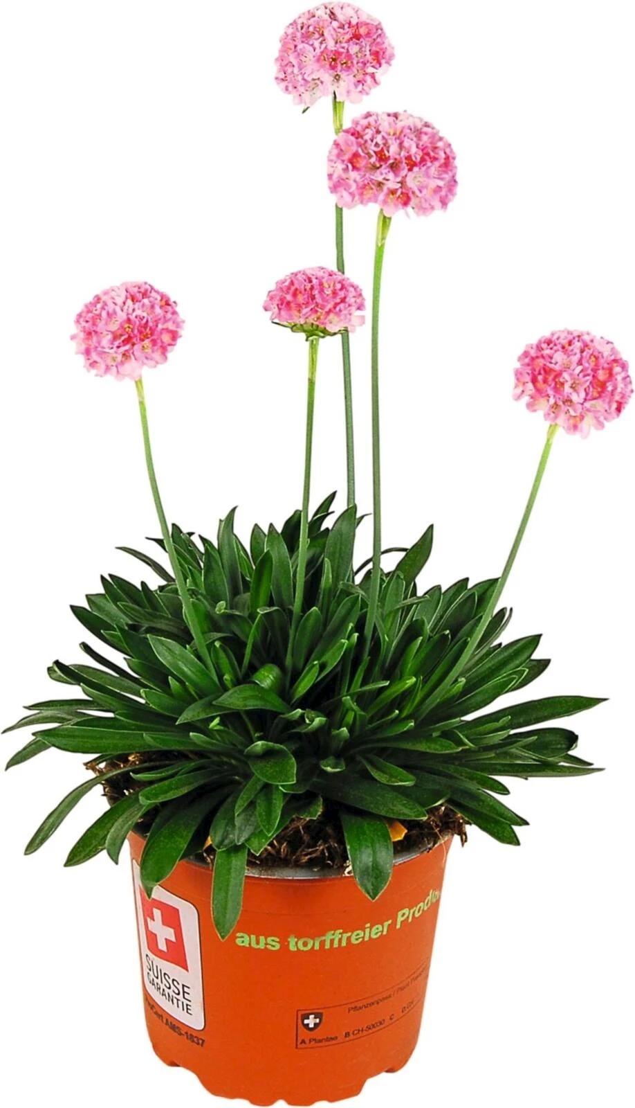 Dreameria P12 cm kaufen - Kletterpflanzen u. mehrjährige Pflanzen - LANDI