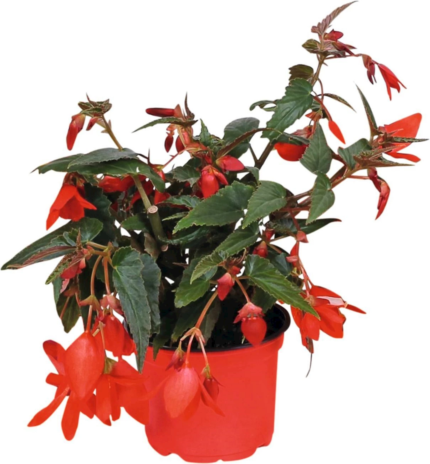 Begonia jardin Florencio rouge P12 cm Acheter - Plantes à massif et à ...