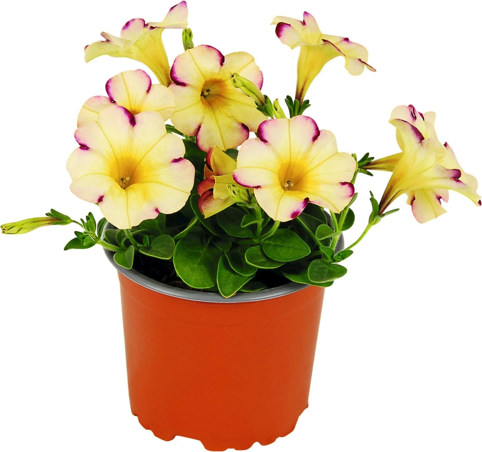 Petunia pendant Famous swirl cherry P10.5 cm Acheter - Plantes à massif ...