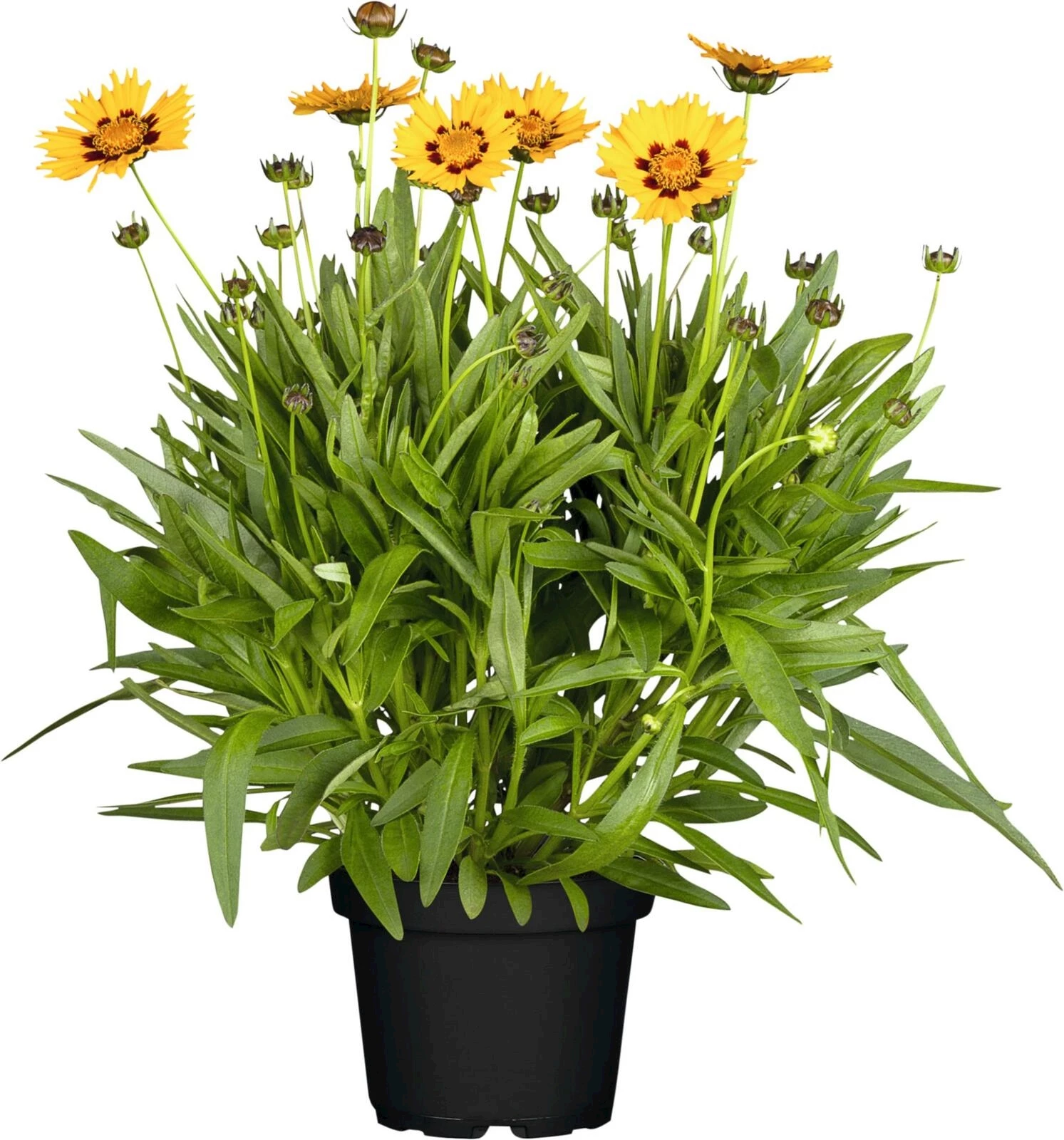 Coreopsis Sunkiss P23 cm kaufen - Kletterpflanzen u. mehrjährige ...