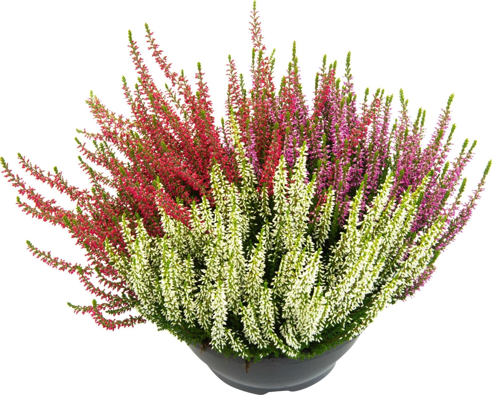 Calluna Beauty L. Trio Schale P23 cm kaufen - Einjährige Beet- u ...