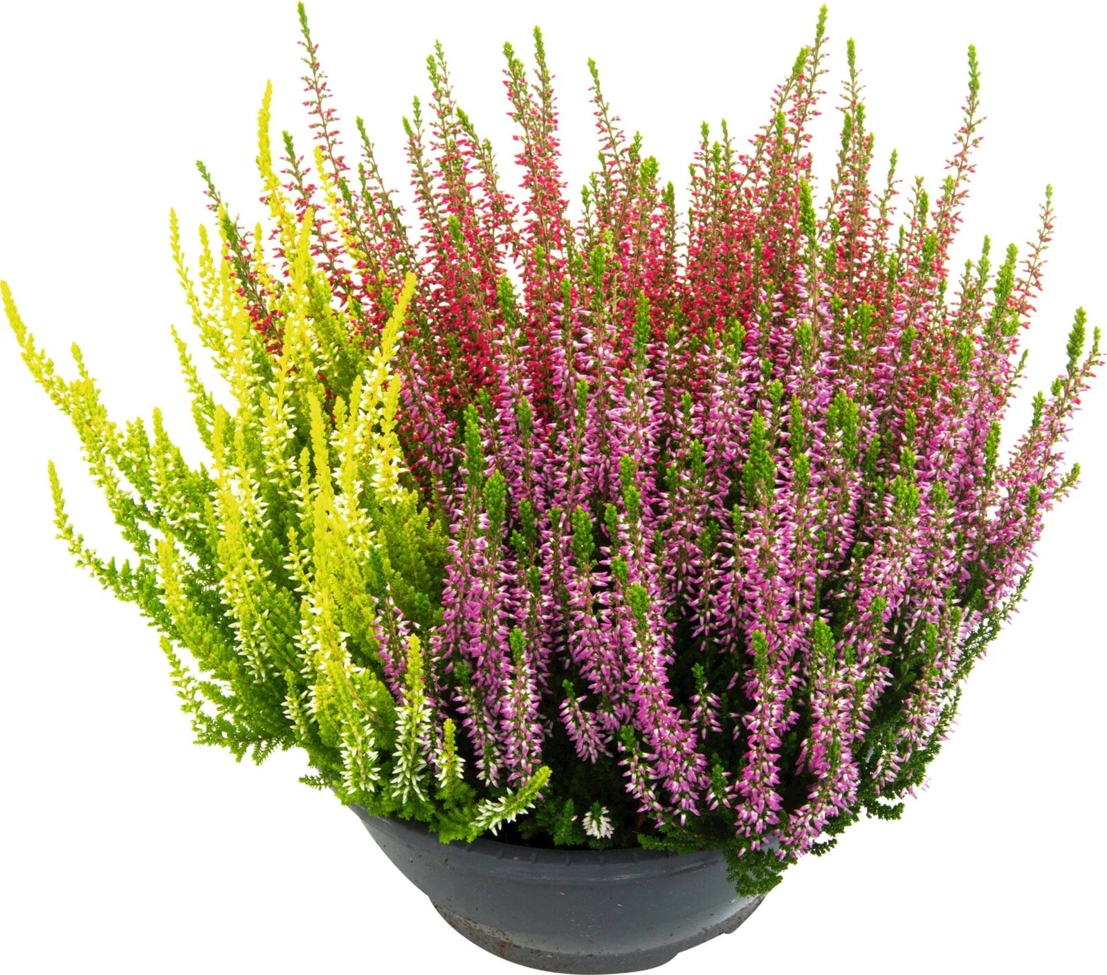 Calluna Beauty L. Trio Schale P23 cm kaufen - Einjährige Beet- u ...