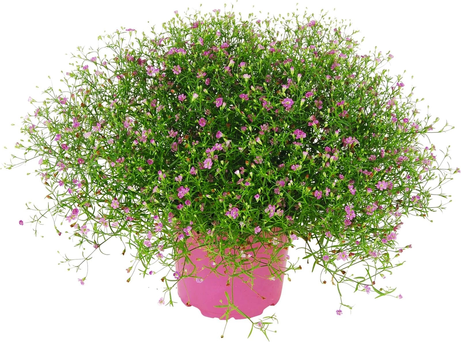Gypsophila muralis P12 cm kaufen - Kletterpflanzen u. mehrjährige ...