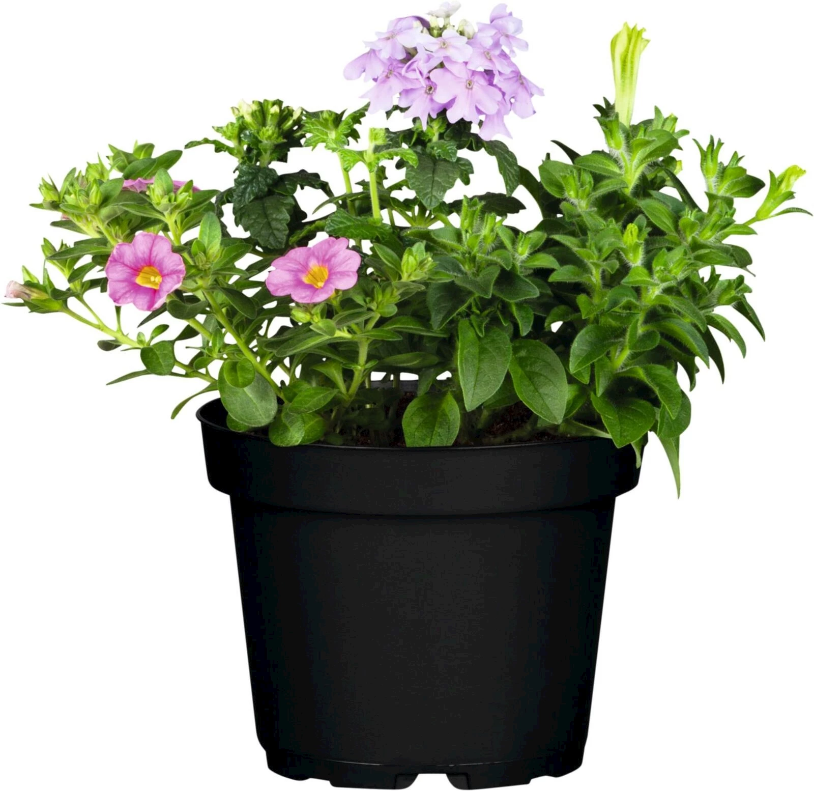 Confetti Garden Mix 19 cm Acheter - Plantes à massif et à balcon ...