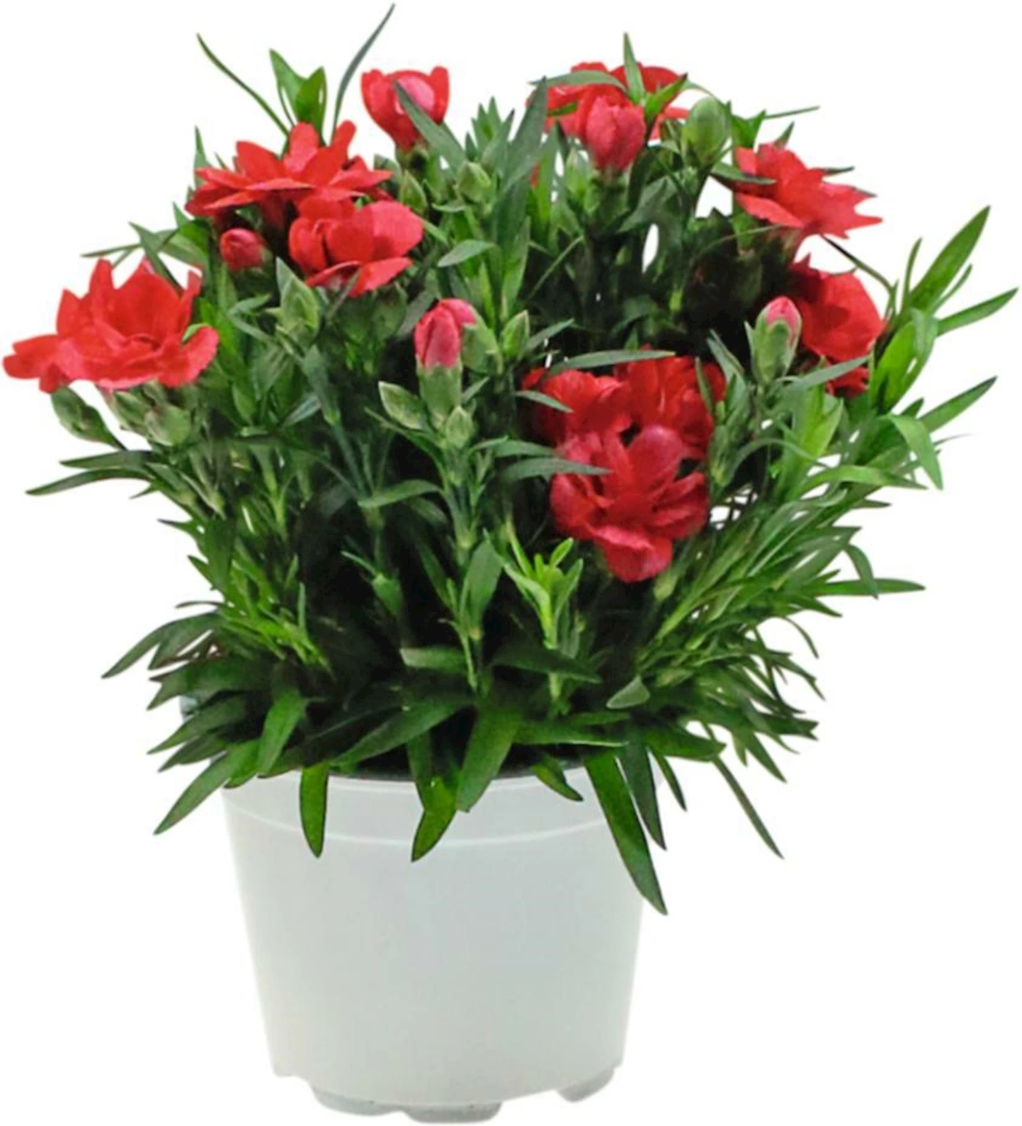 Dianthus Oscar red P12 cm Acheter - Plantes à massif et à balcon ...