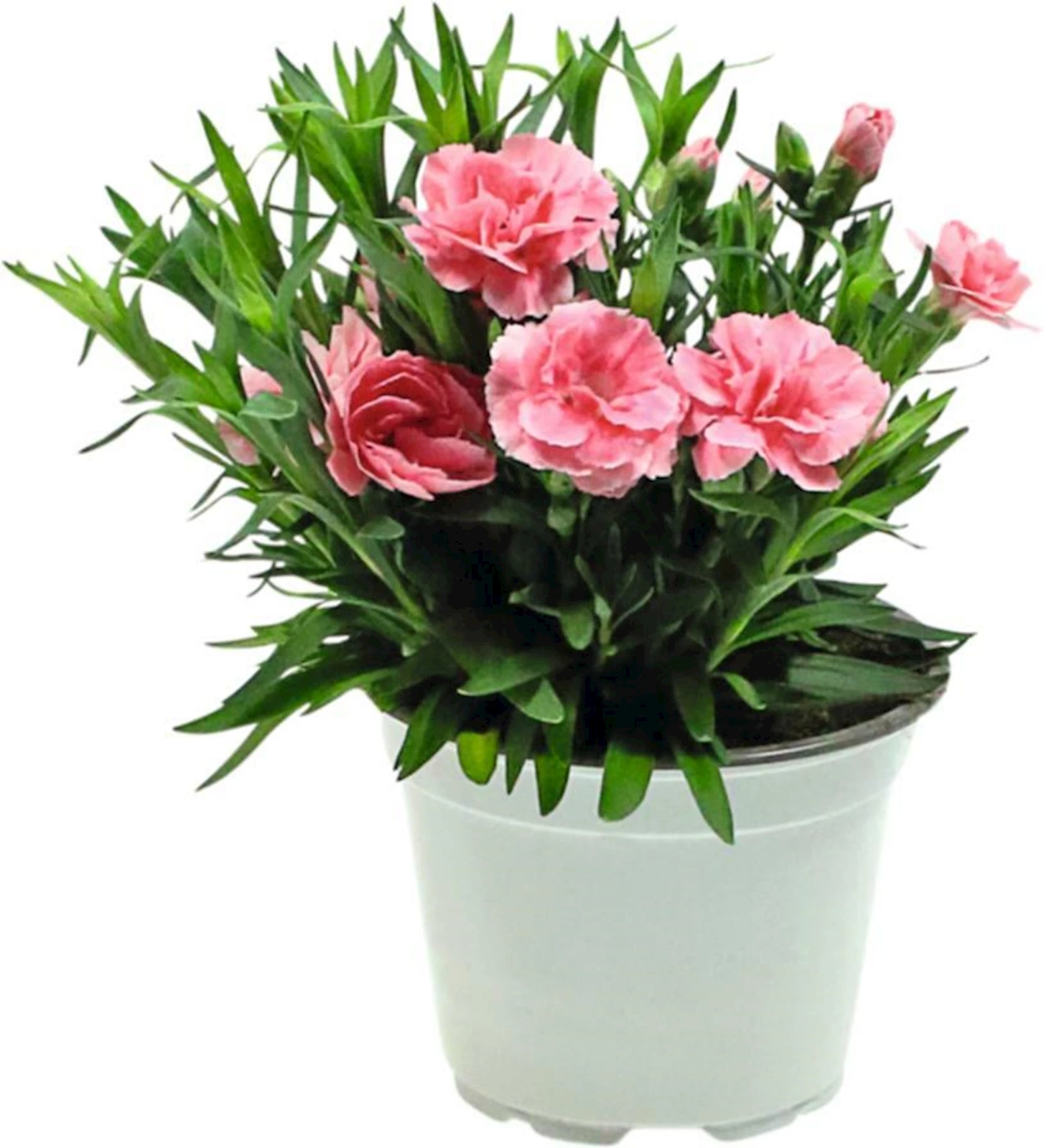 Dianthus Oscar pink P12 cm Acheter - Plantes à massif et à balcon ...
