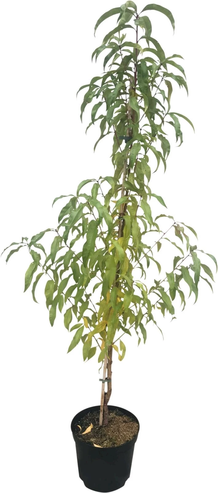 Nectarine colonnaires Alicecol P10l Acheter - Fruits et baies - LANDI