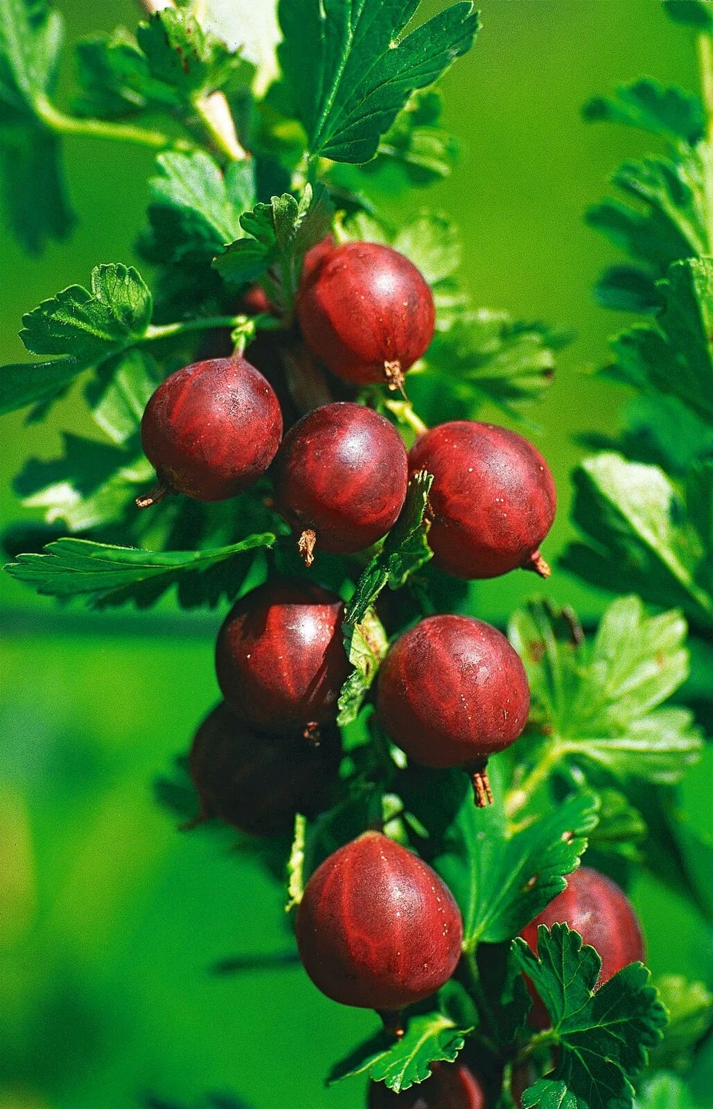 Groseilles épineuses rouge P5 l Acheter - Fruits et baies - LANDI