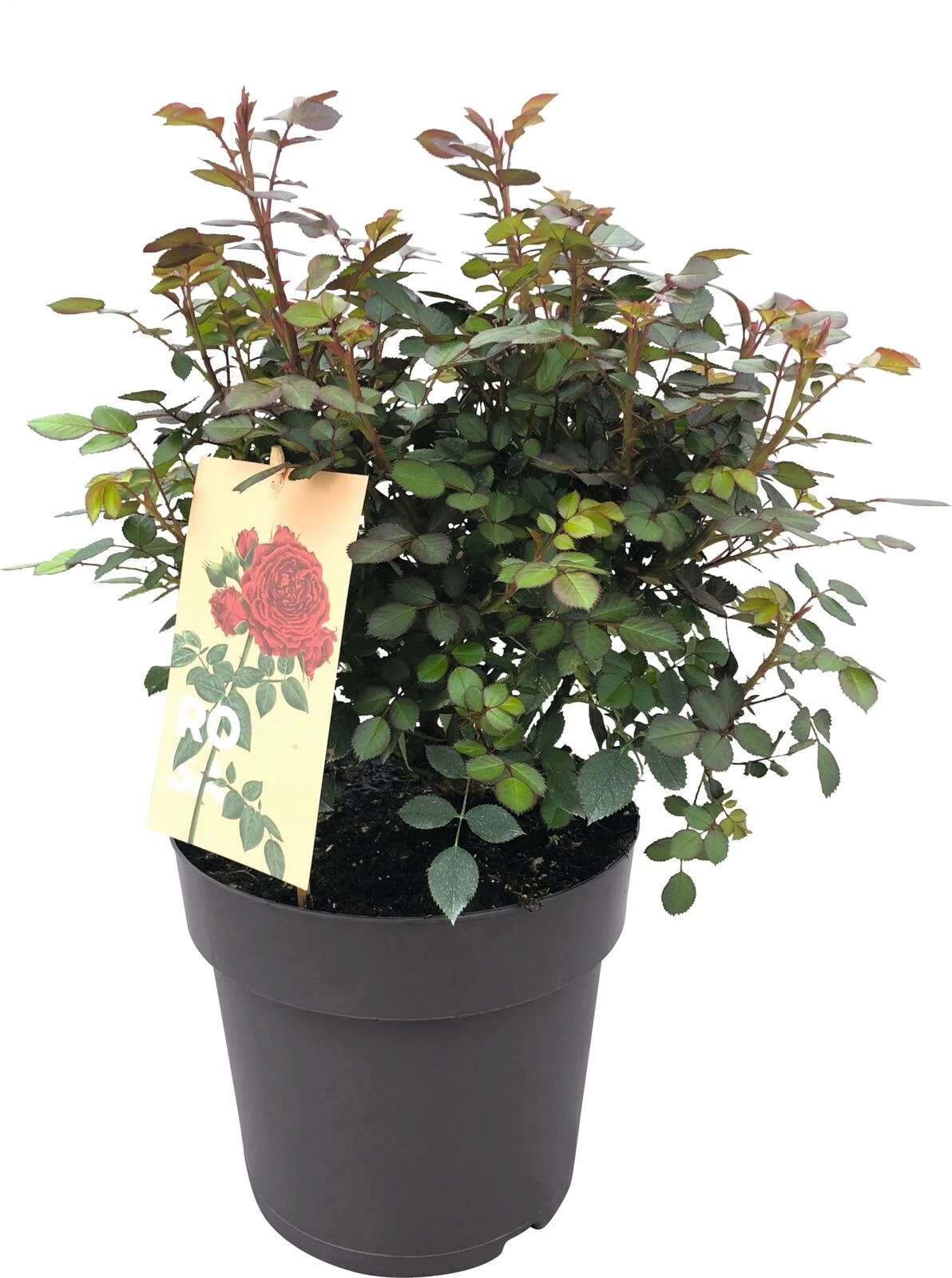 Roses buisson P21 cm Acheter - Plantes grimpantes et plantes pérennes ...