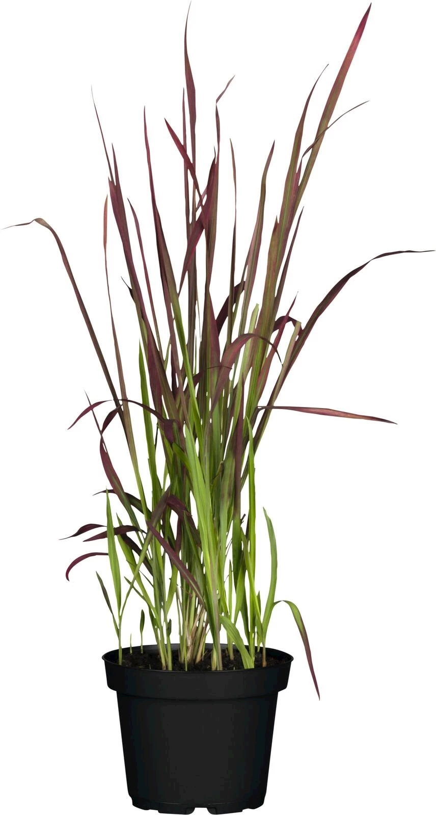 Imperata Red Baron P5 l kaufen - Kletterpflanzen u. mehrjährige ...