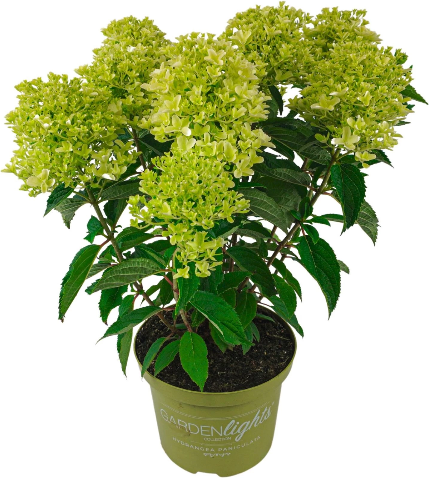 Hydrangea paniculata XS P23cm Acheter - Plantes grimpantes et plantes ...
