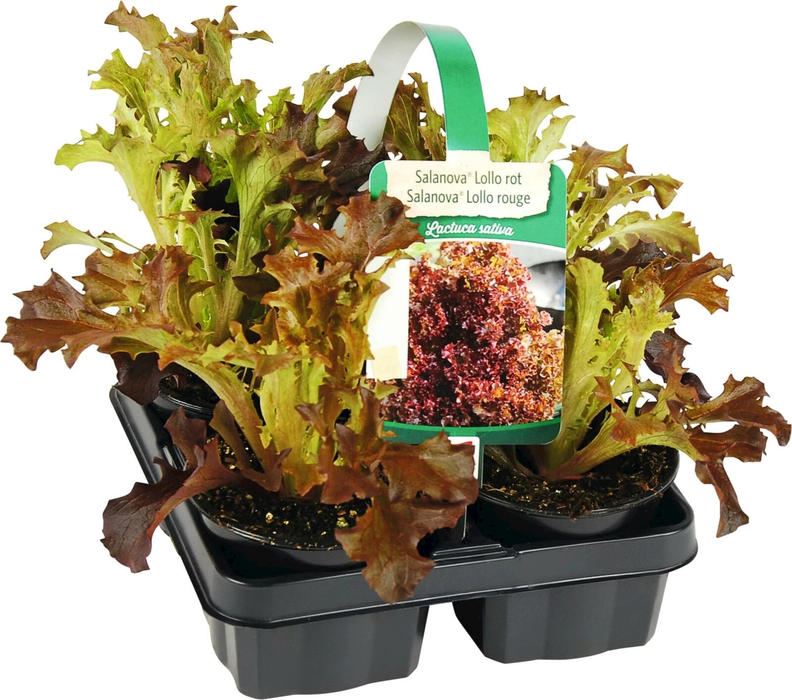 Salanova 4er Set Lollo rot P9 cm kaufen - Setzlinge u. Gemüse - LANDI